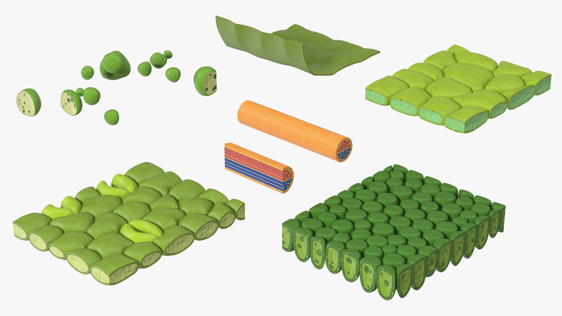 Plastic Model Of Leaf Anatomy 3D Model - TurboSquid 2252645