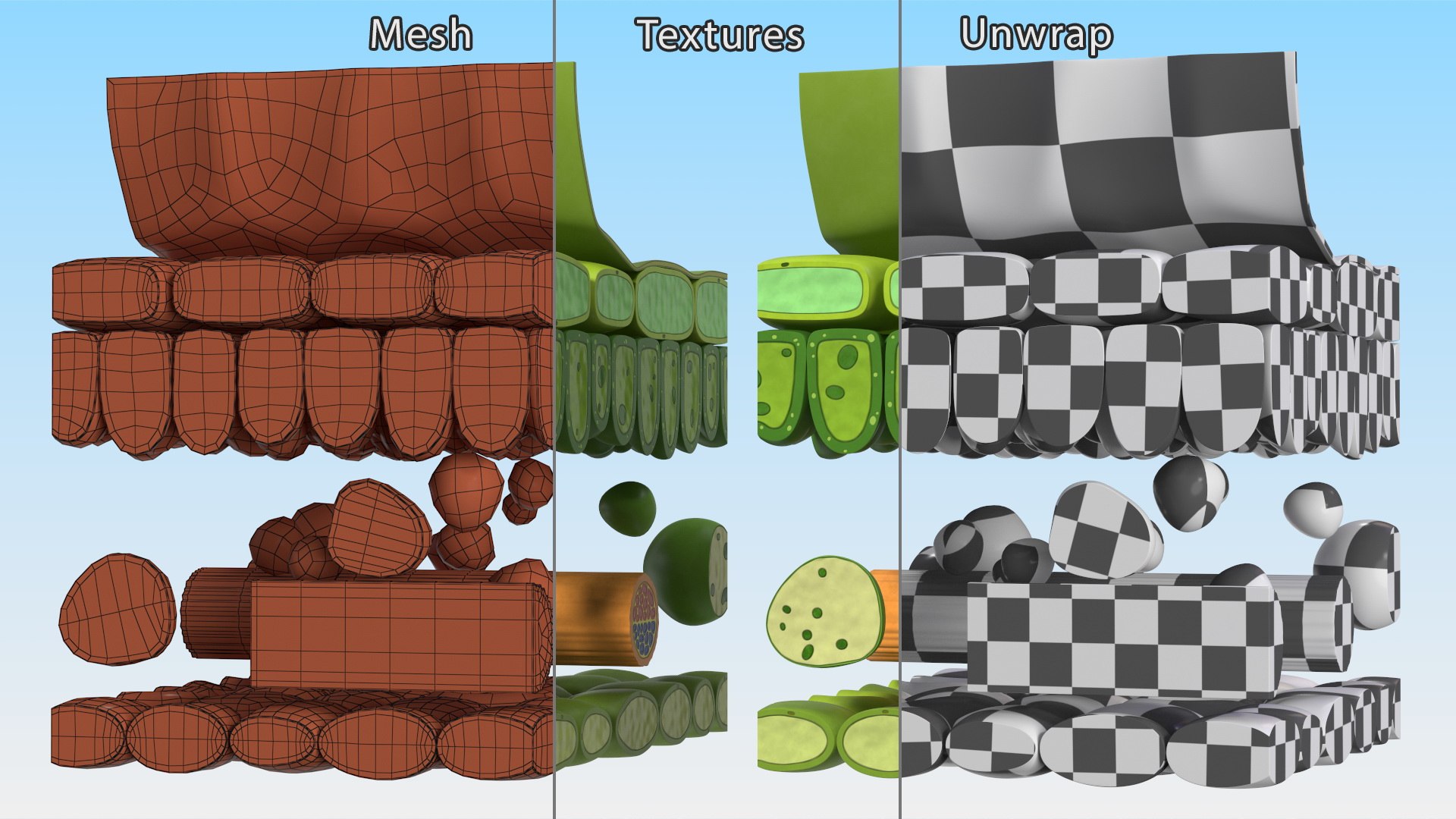 Plastic Model Of Leaf Anatomy 3D Model - TurboSquid 2252645
