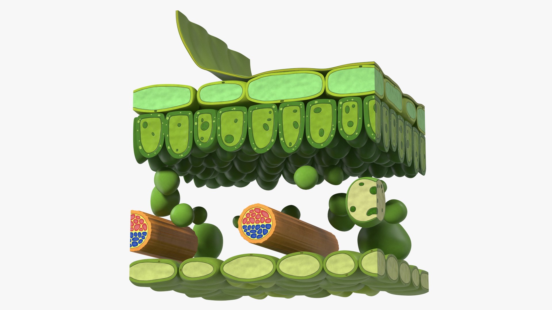 Plastic Model Of Leaf Anatomy 3D Model - TurboSquid 2252645