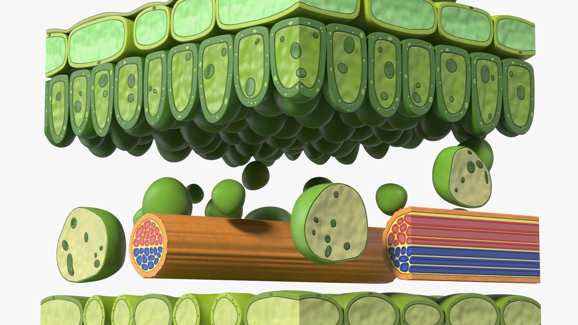 Plastic Model Of Leaf Anatomy 3D Model - TurboSquid 2252645