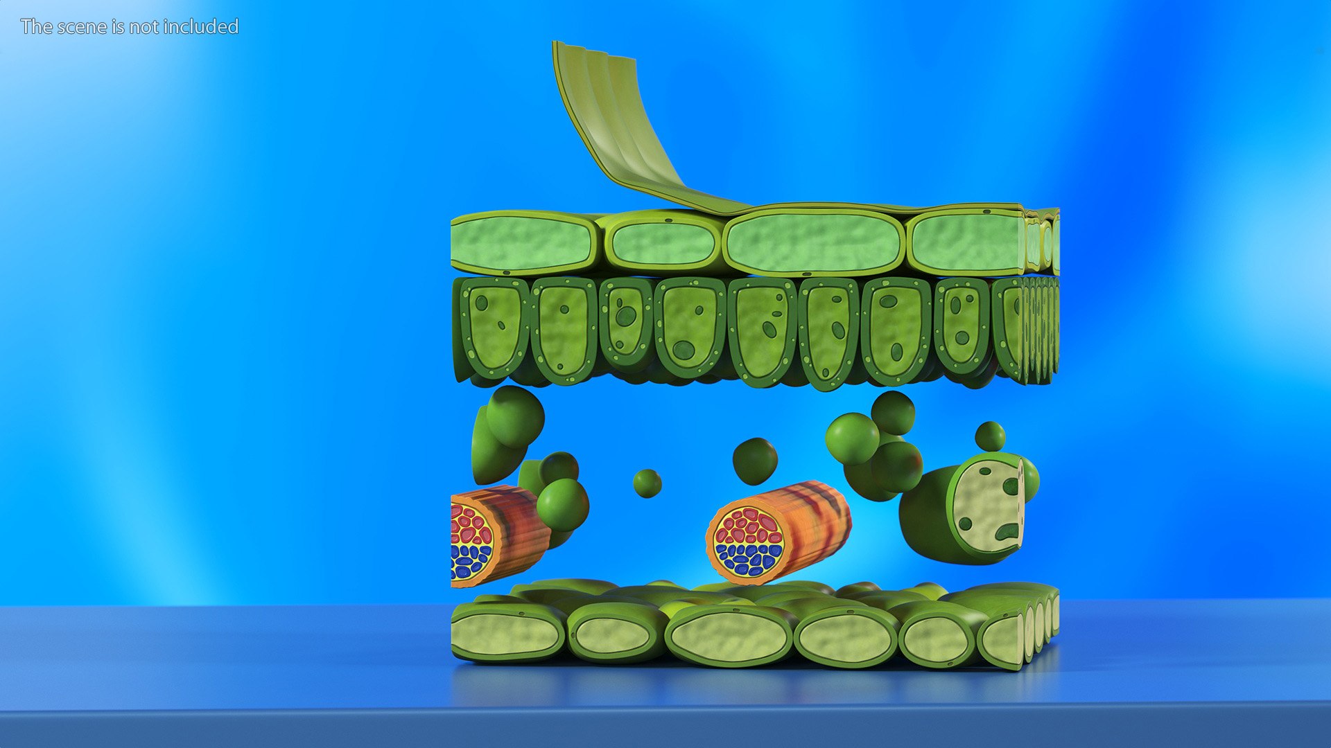 Plastic Model Of Leaf Anatomy 3D Model - TurboSquid 2252645