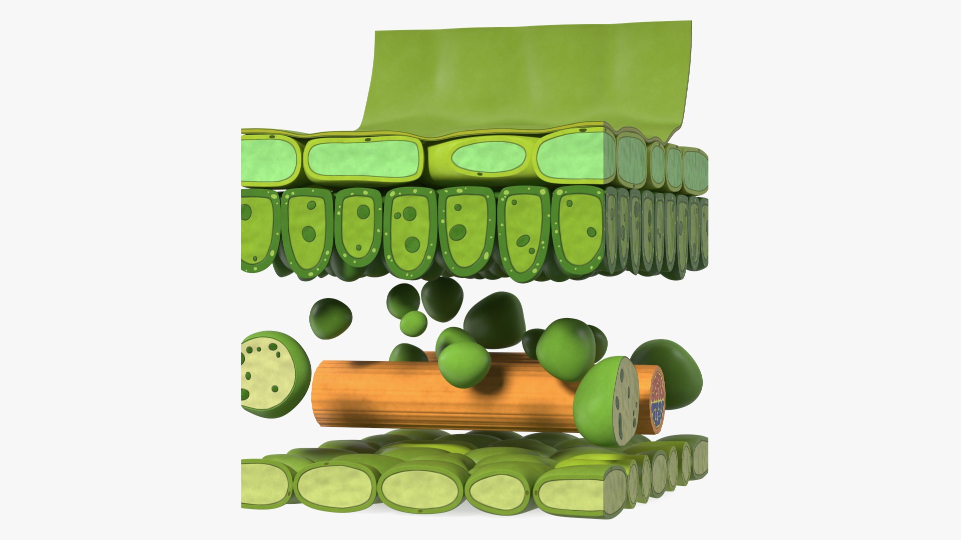 Plastic Model Of Leaf Anatomy 3D Model - TurboSquid 2252645