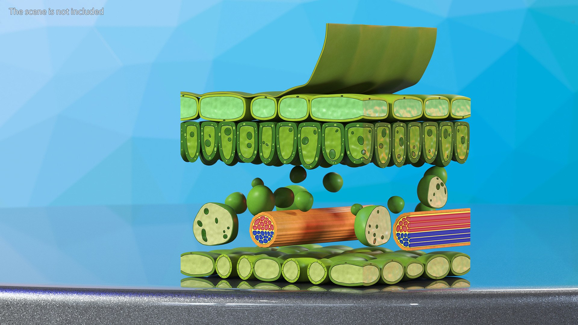 Plastic Model Of Leaf Anatomy 3D Model - TurboSquid 2252645