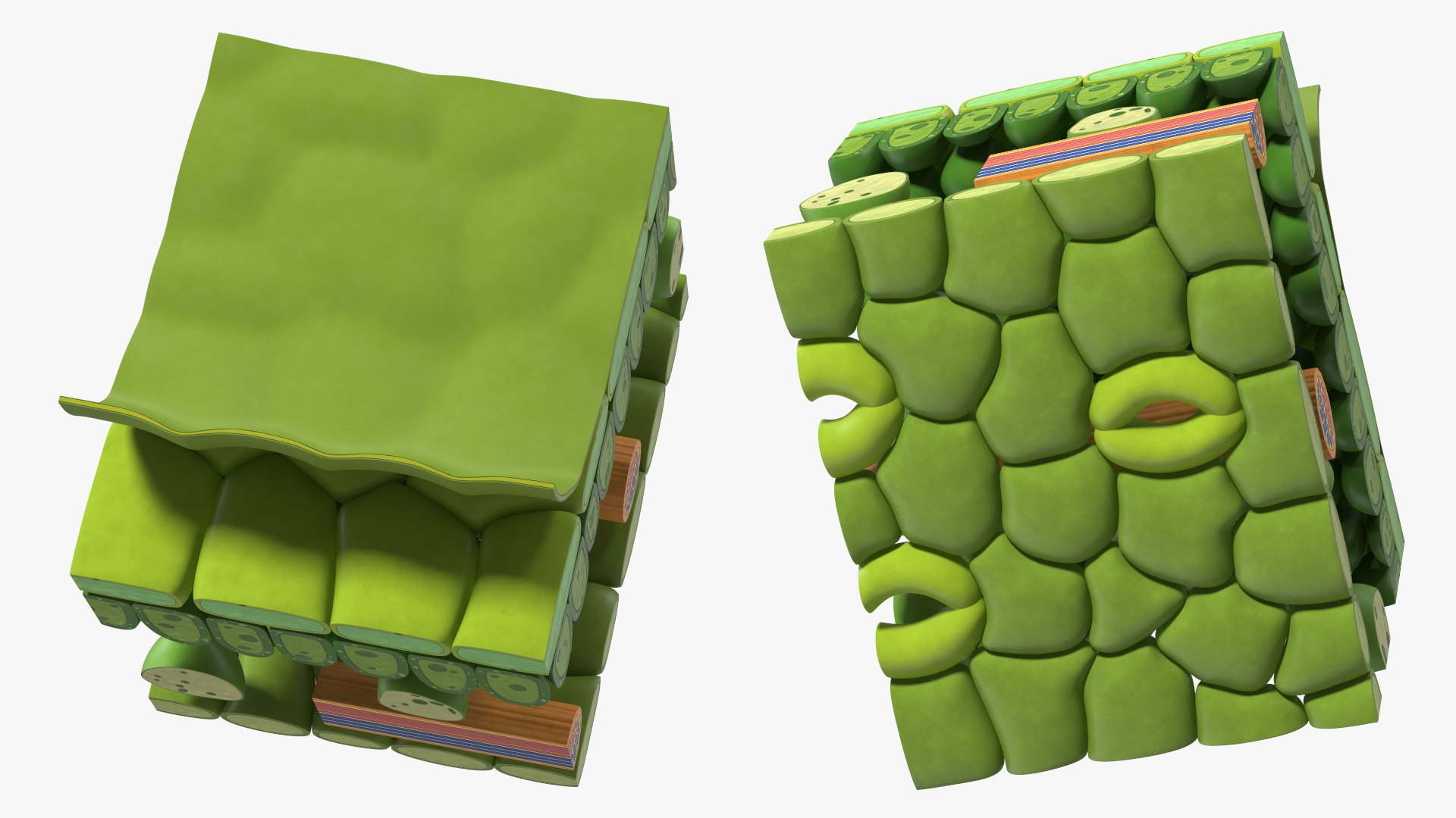Plastic Model Of Leaf Anatomy 3D Model - TurboSquid 2252645