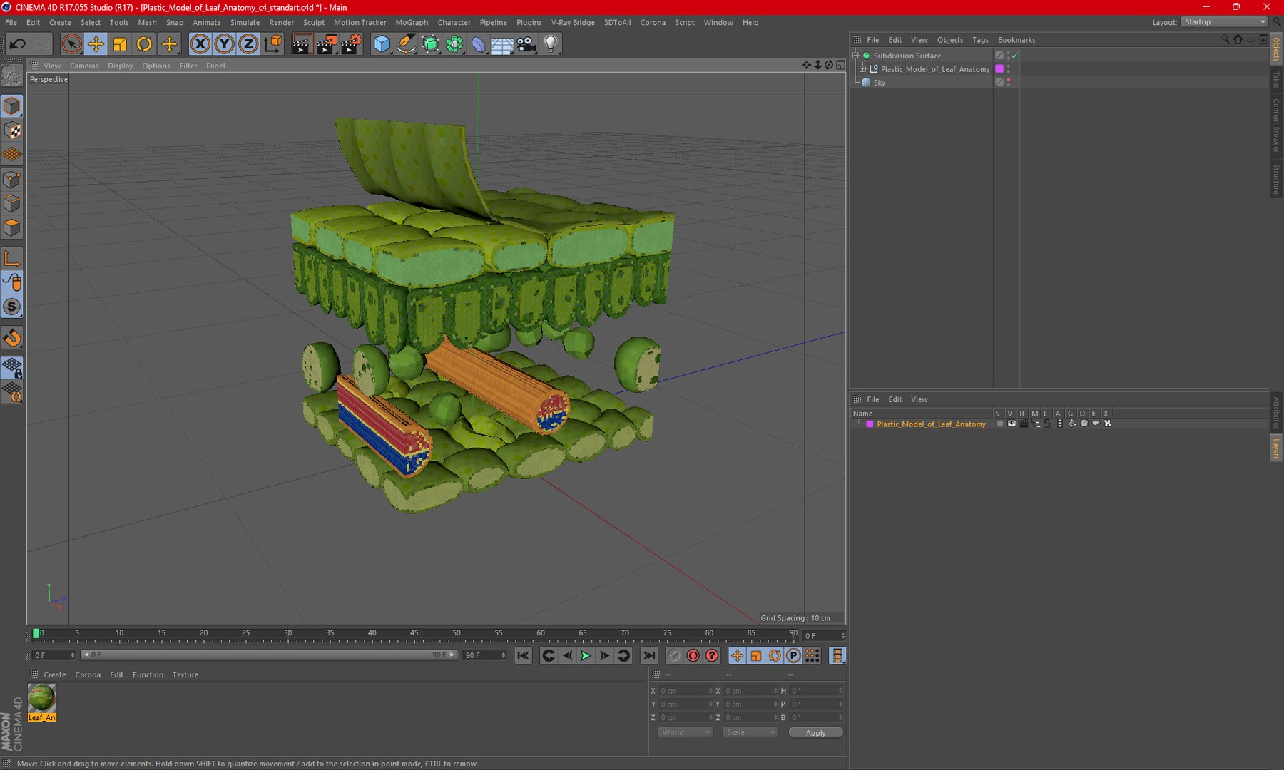 Plastic Model Of Leaf Anatomy 3D Model - TurboSquid 2252645