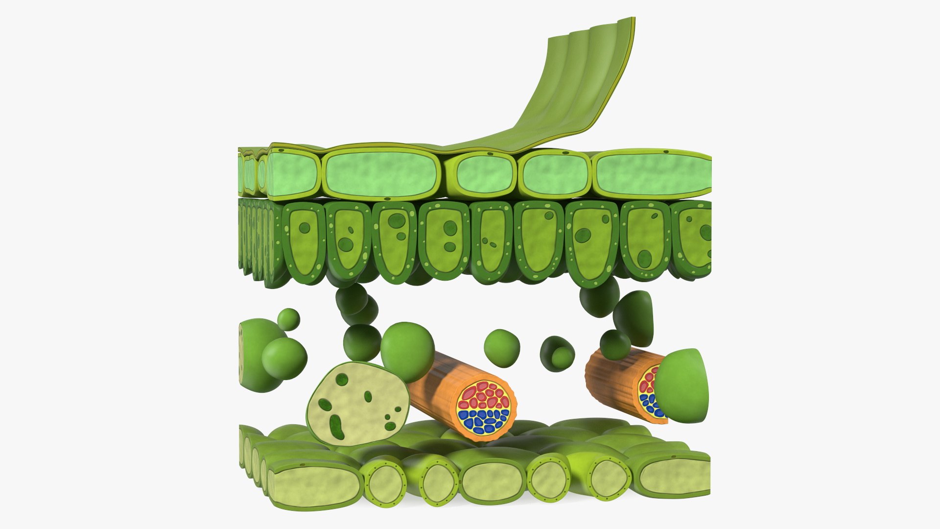 Plastic Model Of Leaf Anatomy 3D Model - TurboSquid 2252645