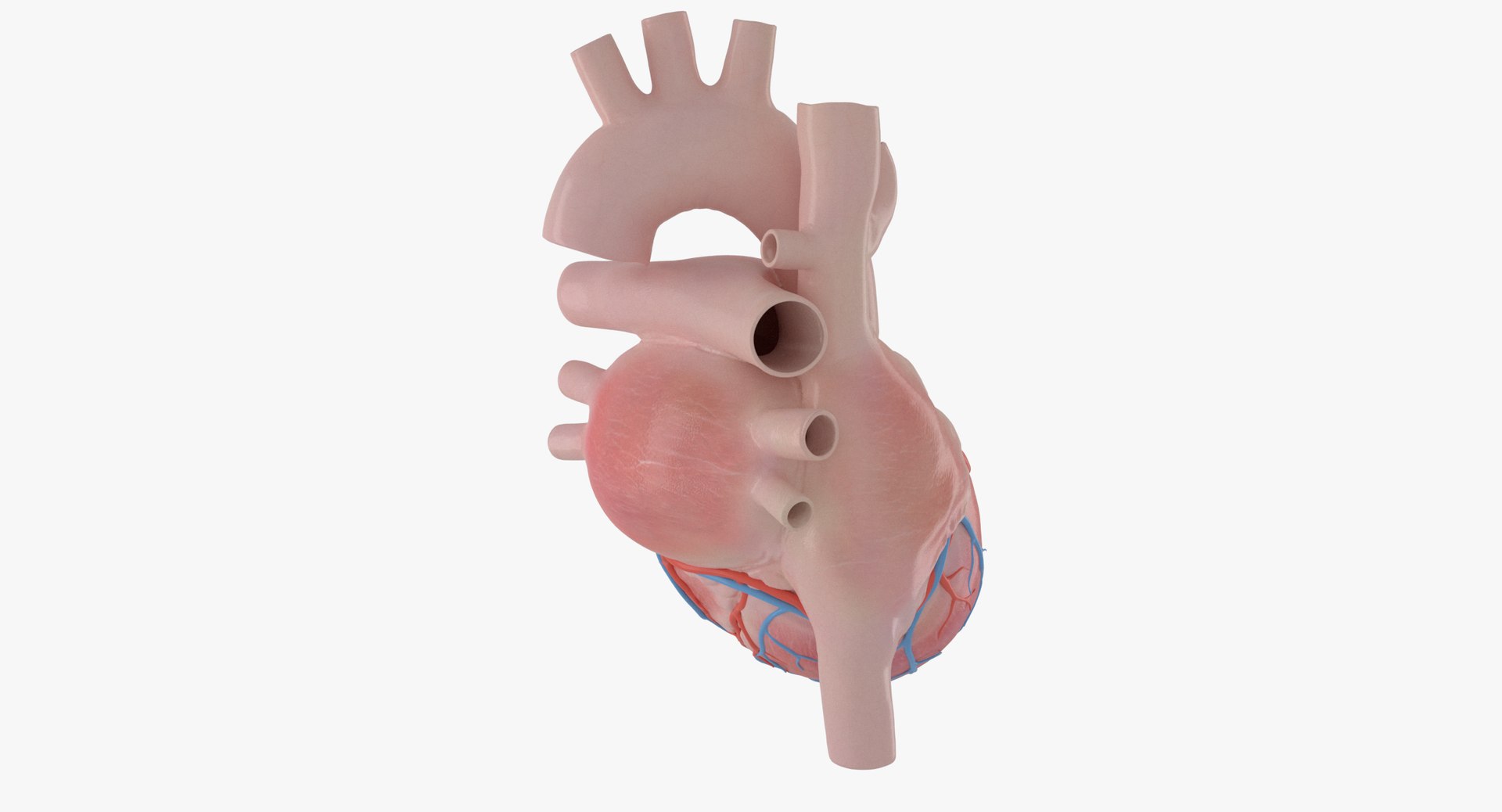 Human Heart Model - TurboSquid 1291876