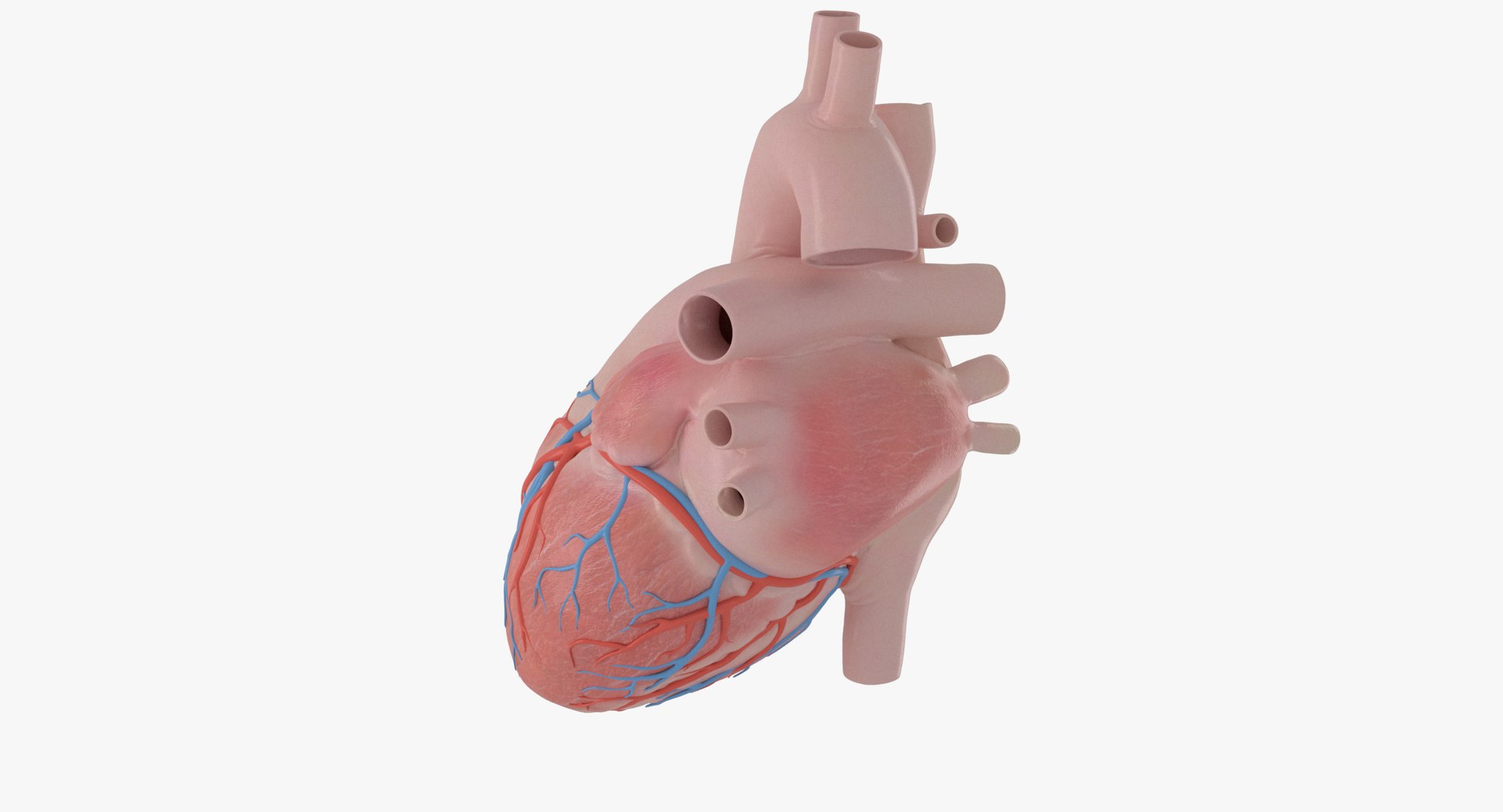 Human Heart Model - TurboSquid 1291876