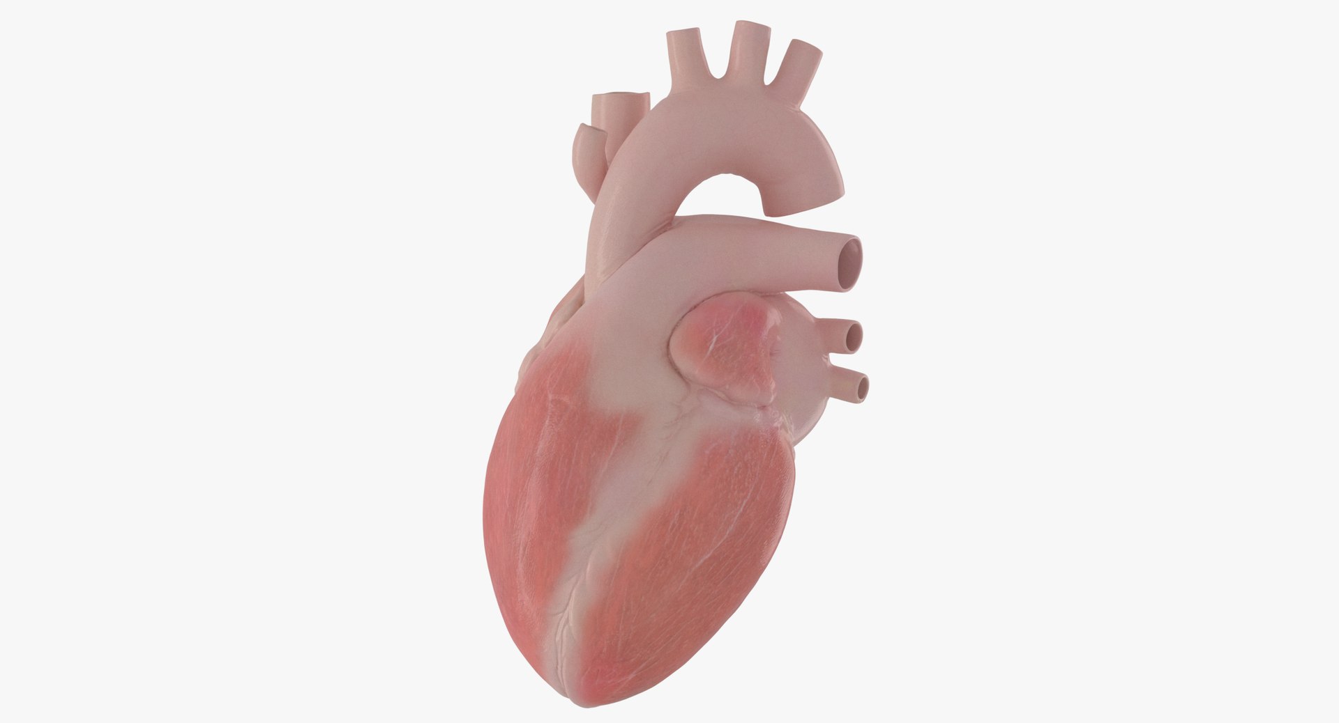 Human heart model - TurboSquid 1291876
