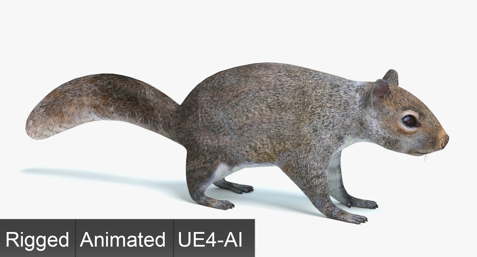 Squirrel Animations 3D - TurboSquid 1188880