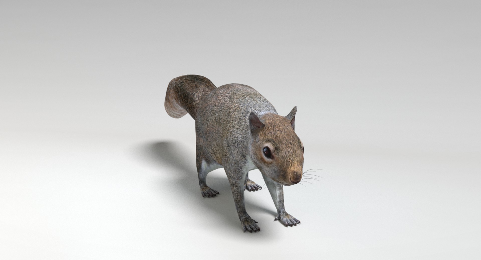 Squirrel Animations 3D - TurboSquid 1188880