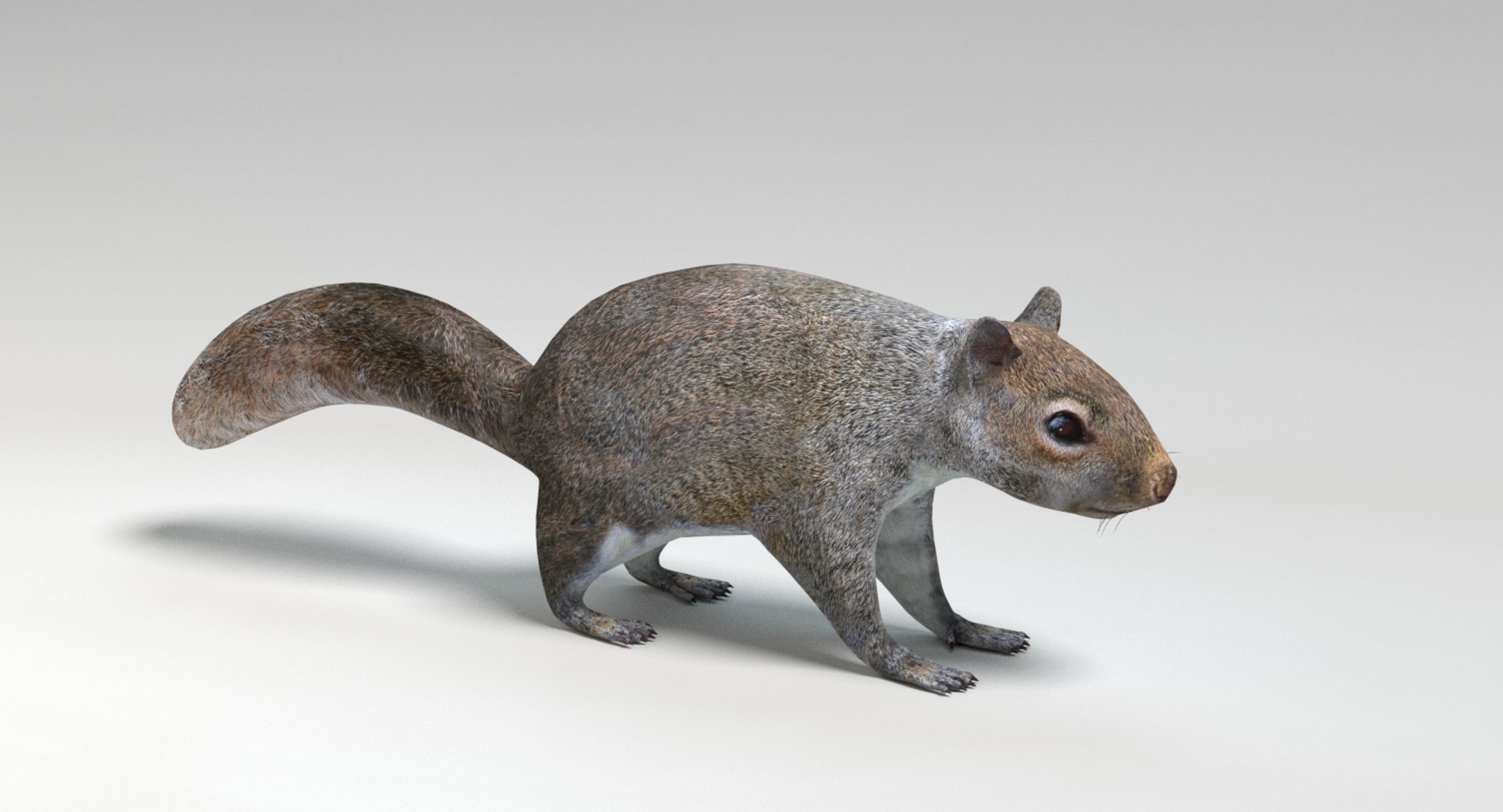 Squirrel Animations 3D - TurboSquid 1188880