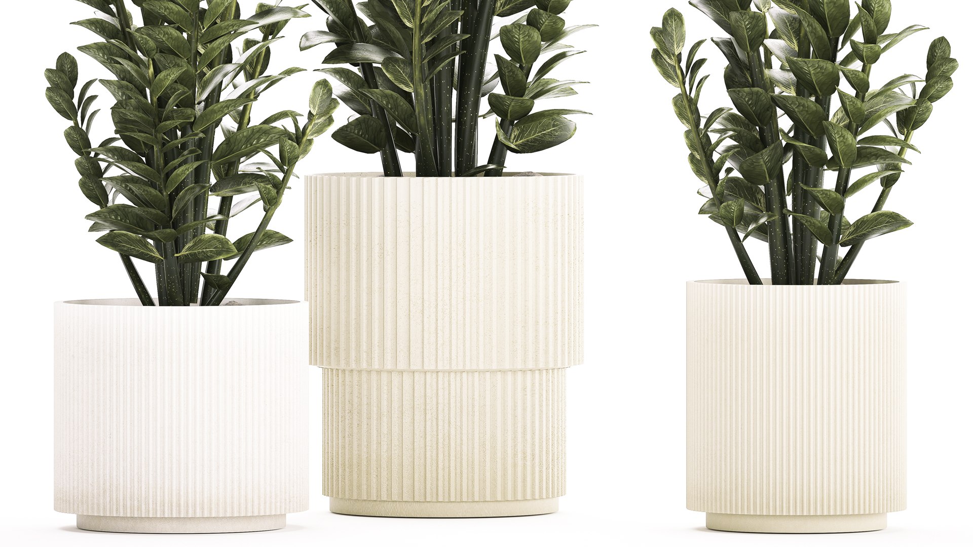 Beautiful Zamioculcas Plants In Flowerpots 1239 3D Model - TurboSquid 2045429