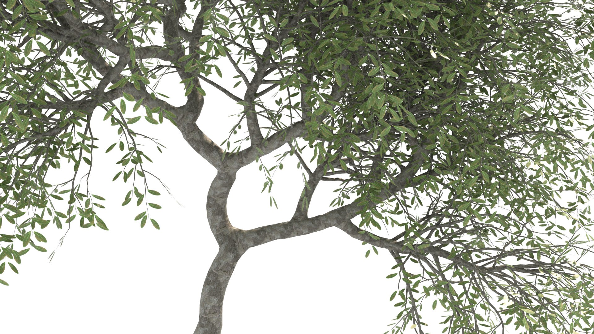 Free Yalda Tree 8-1 Model - TurboSquid 2415842