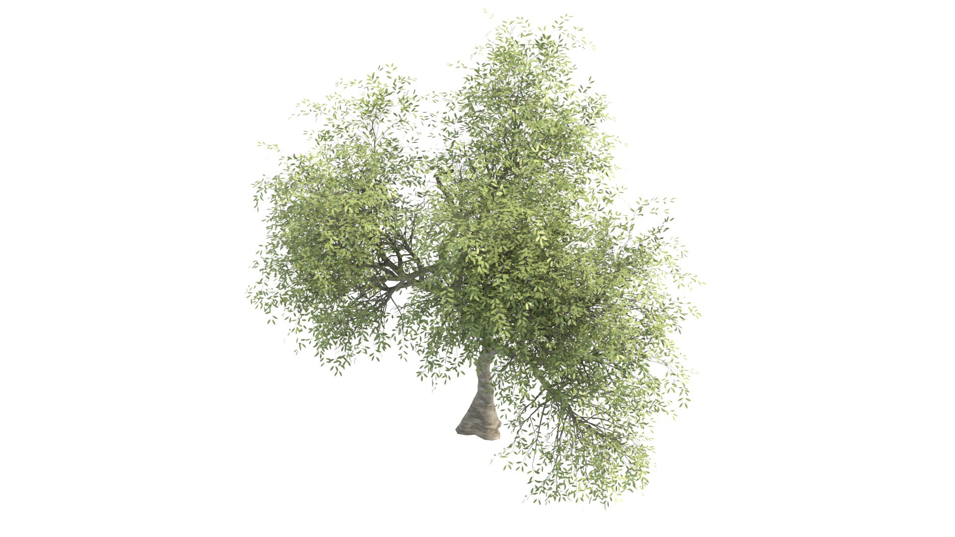 Free Yalda Tree 8-1 Model - TurboSquid 2415842