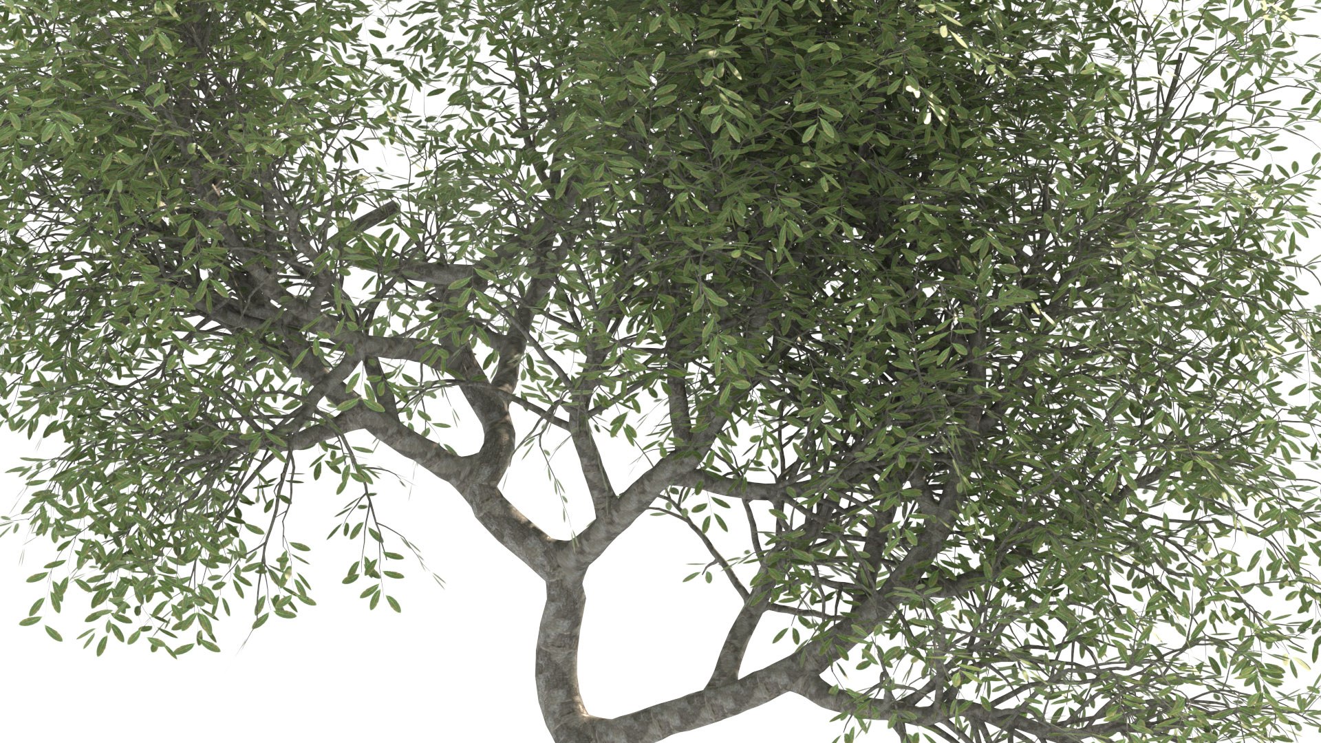 Free Yalda Tree 8-1 Model - TurboSquid 2415842