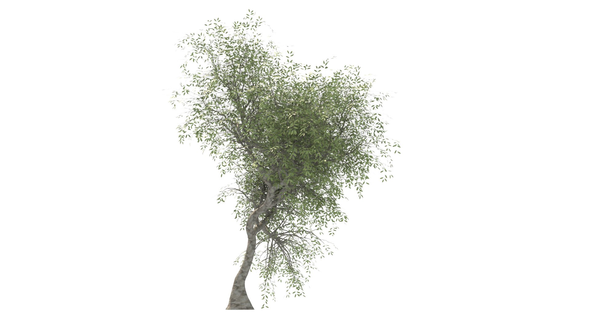 Free Yalda Tree 8-1 Model - TurboSquid 2415842