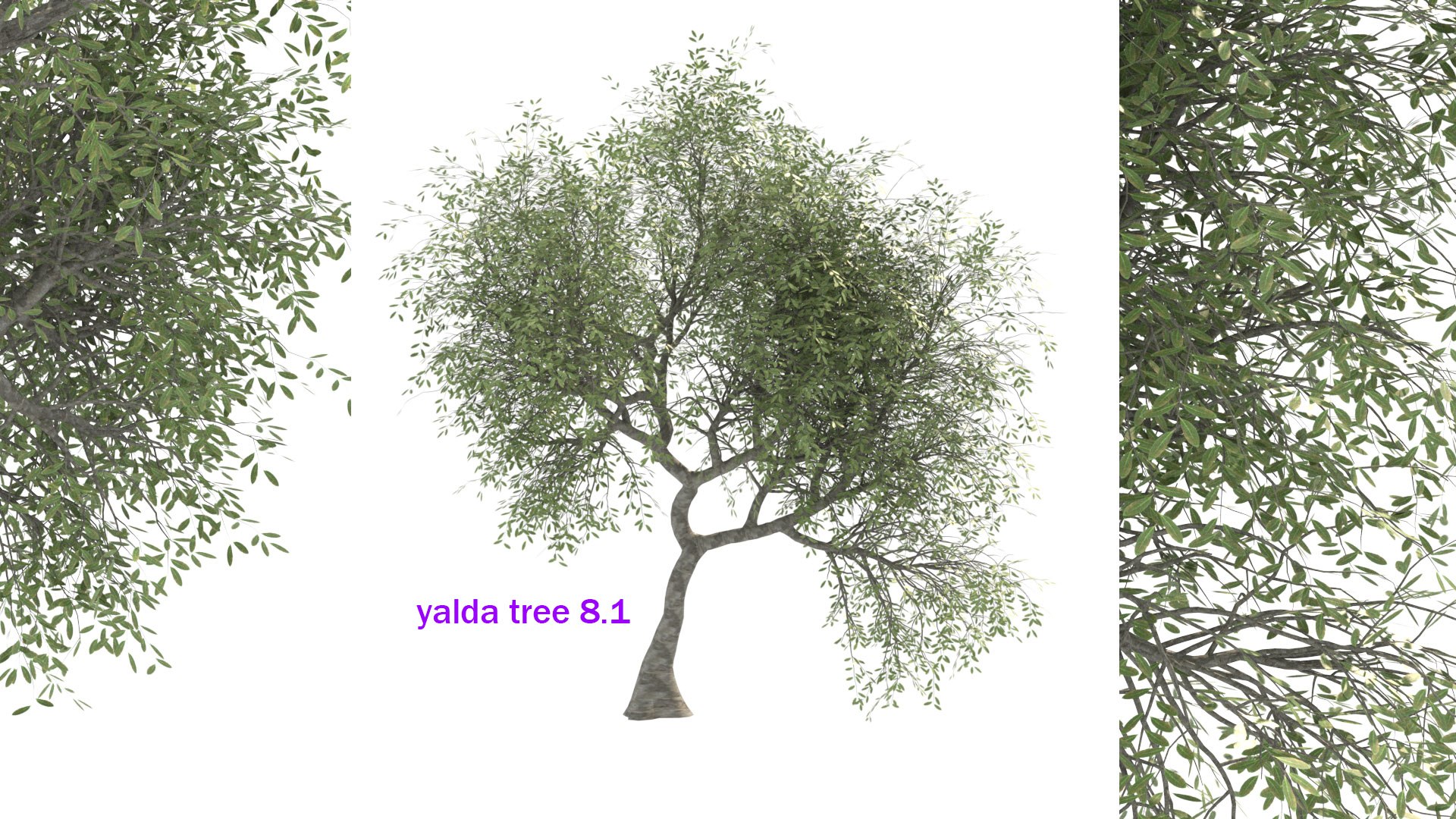 Free Yalda Tree 8-1 Model - TurboSquid 2415842