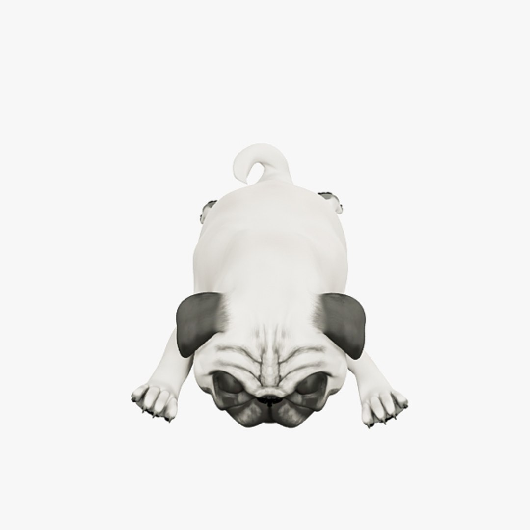 3D Pug 02 - TurboSquid 1284651