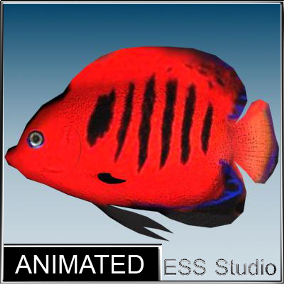 Tropical Fish 3d Model