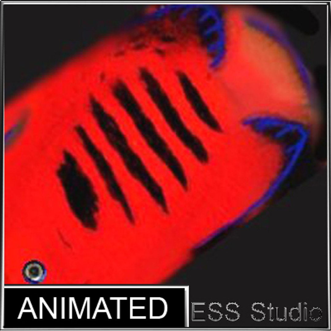 Tropical Fish 3d Model