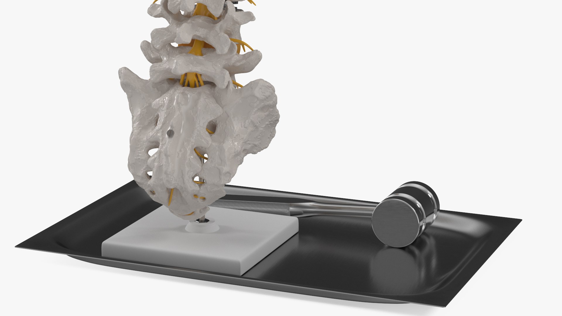 Anatomical Model Of Spine With Orthopedic Mallet Model - TurboSquid 2390087