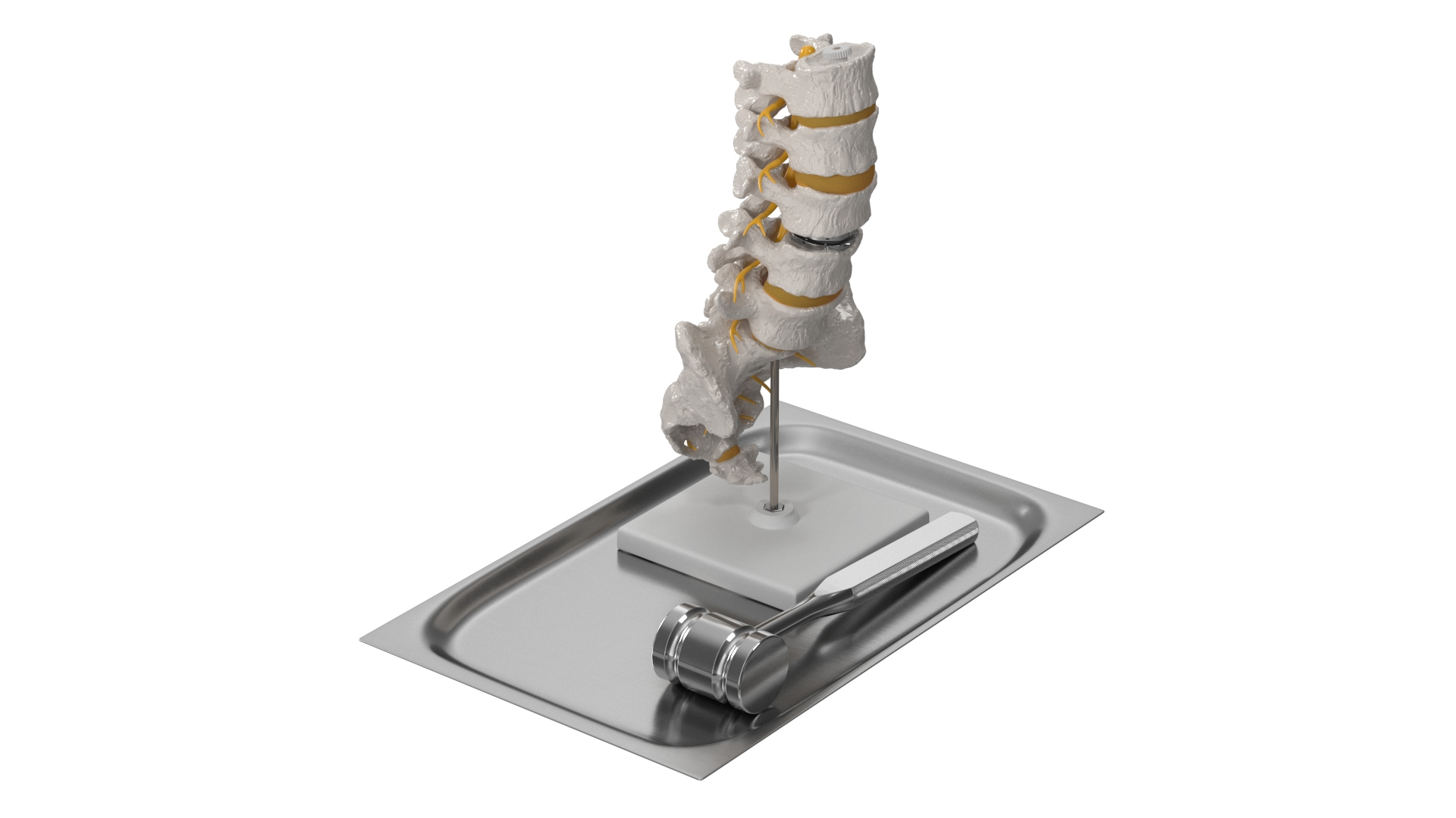 Anatomical Model Of Spine With Orthopedic Mallet Model - TurboSquid 2390087