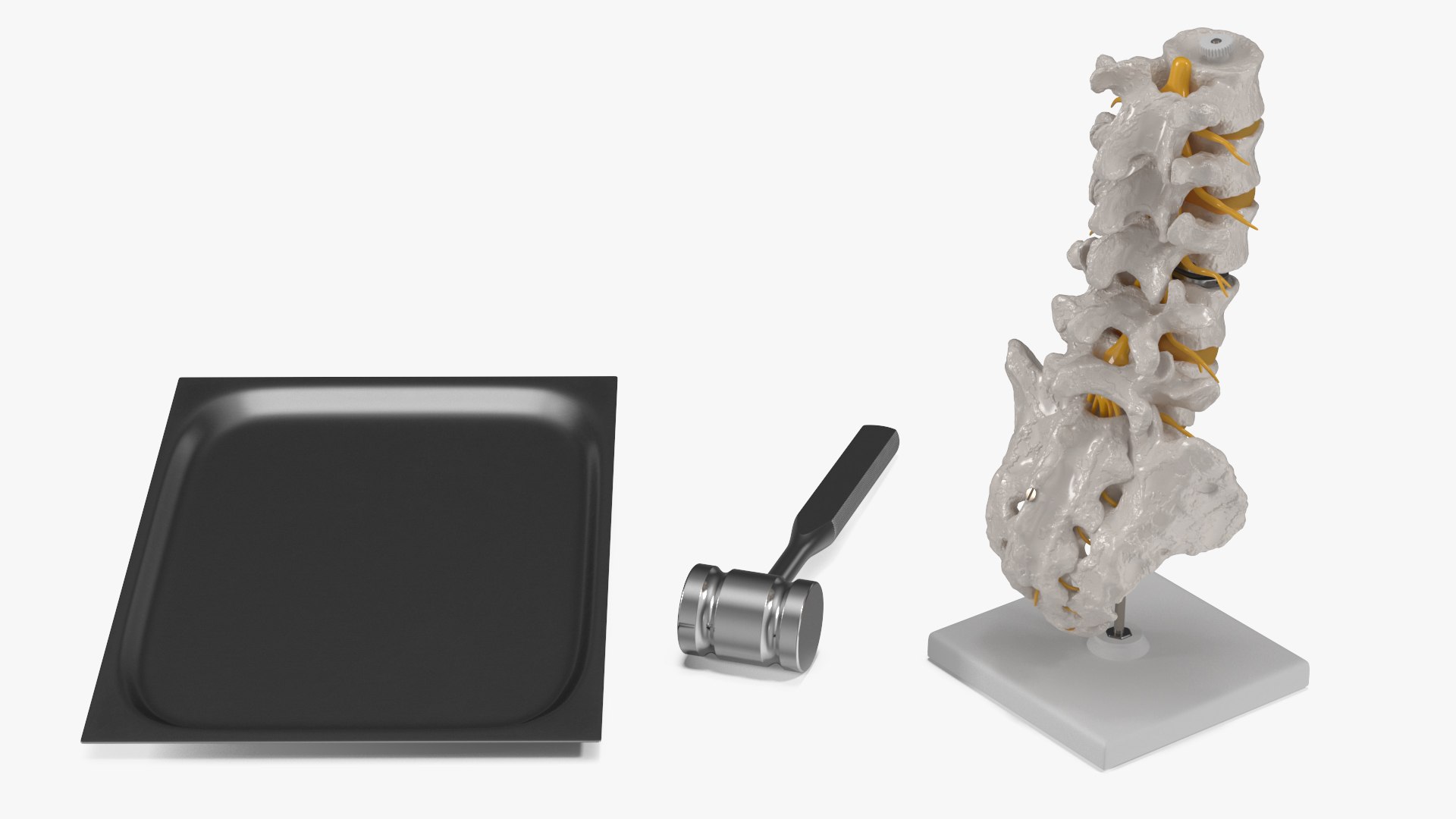 Anatomical Model Of Spine With Orthopedic Mallet Model - TurboSquid 2390087