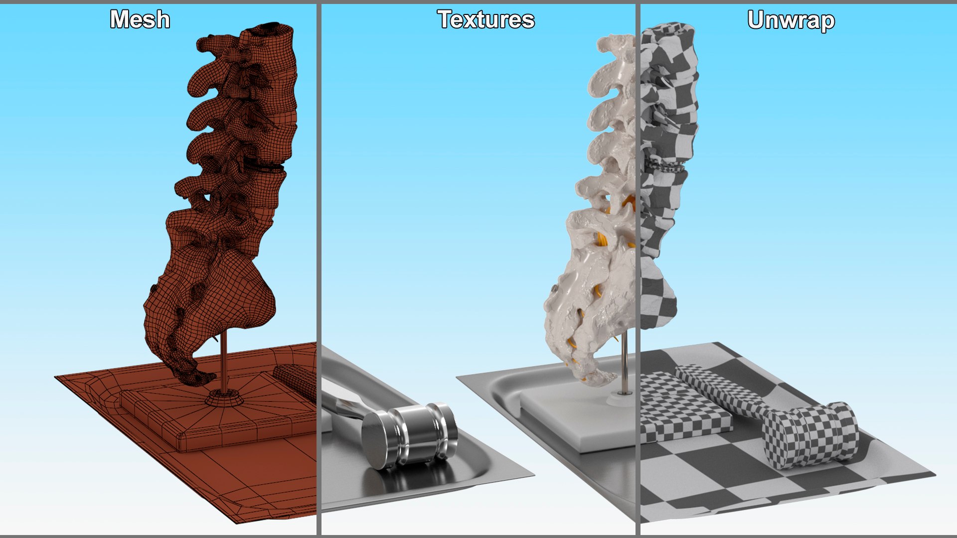 Anatomical Model Of Spine With Orthopedic Mallet Model - TurboSquid 2390087