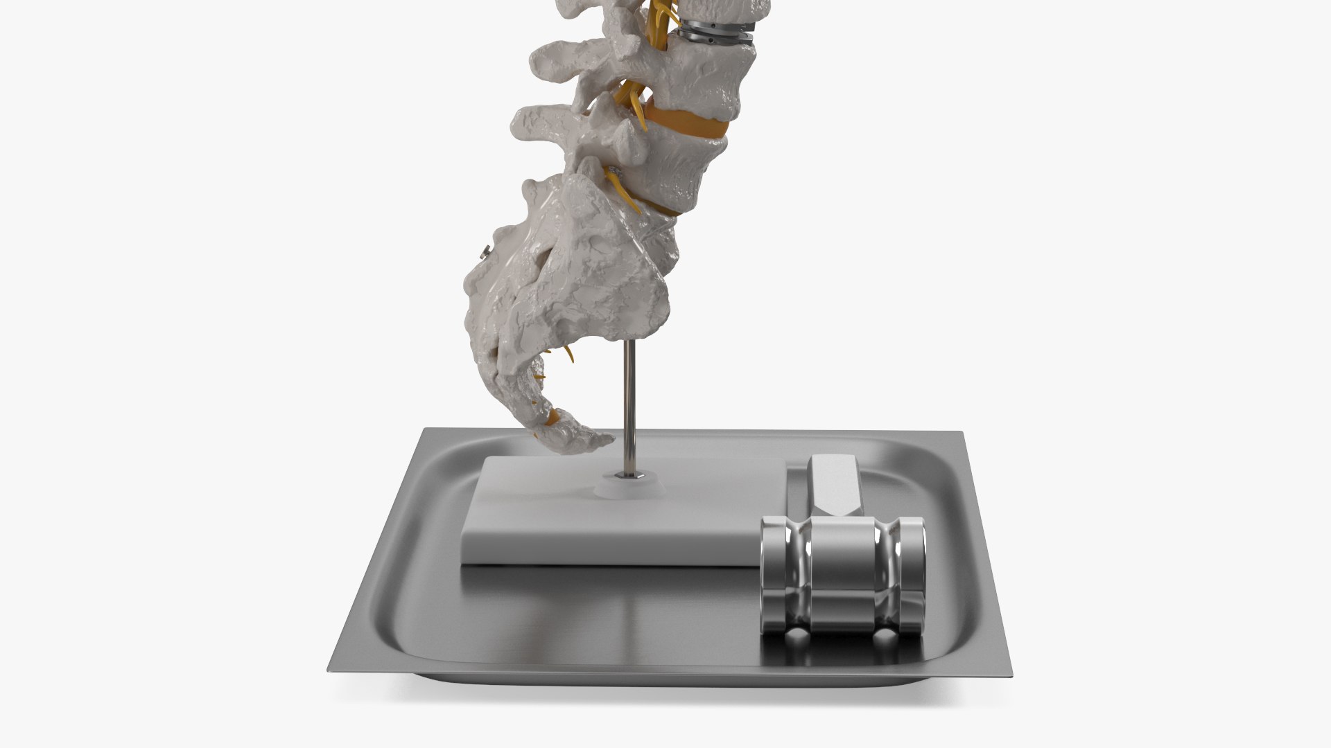 Anatomical Model Of Spine With Orthopedic Mallet Model - TurboSquid 2390087