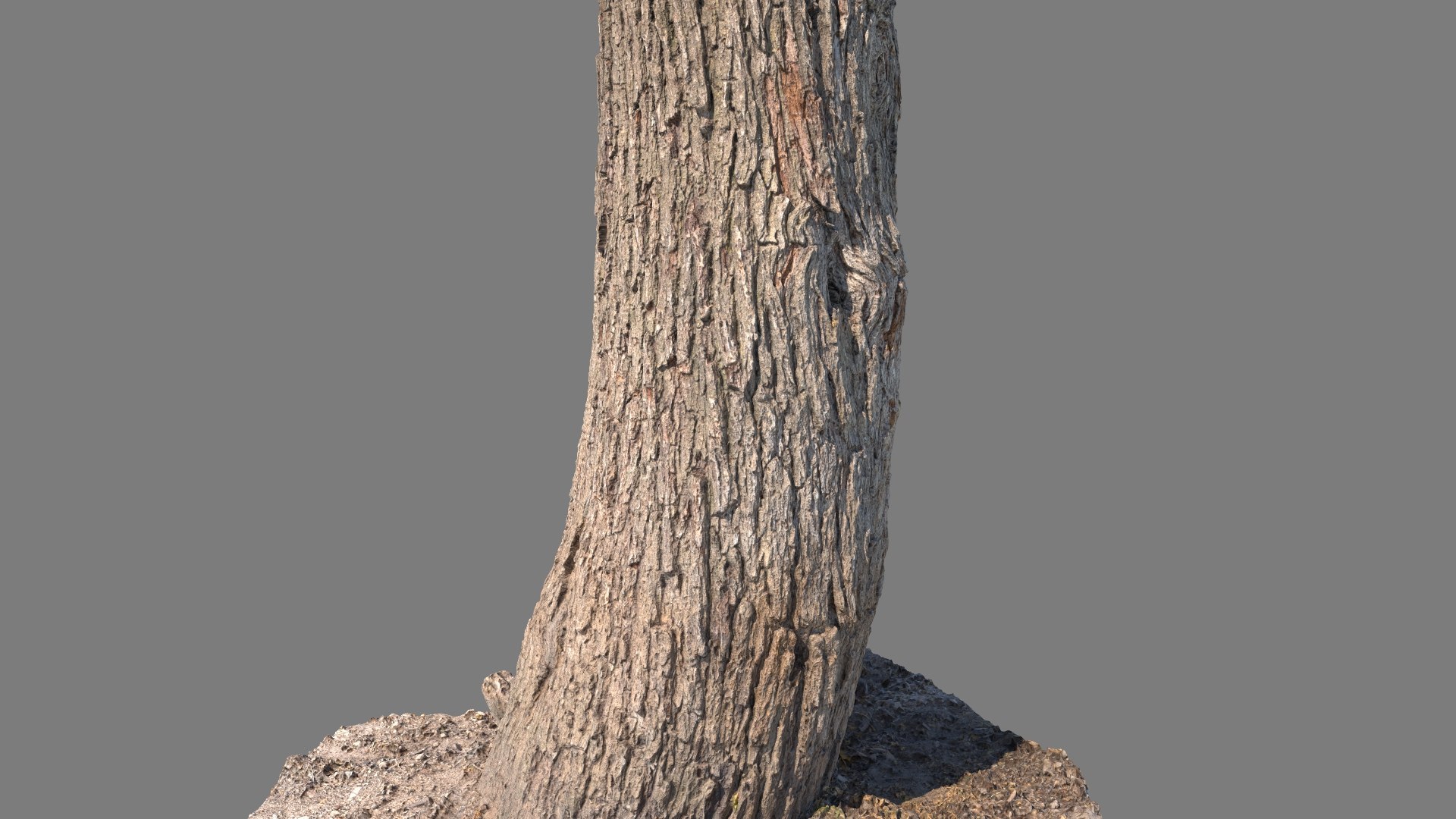 3D Scanned Tree Trunk 08 model - TurboSquid 2156077