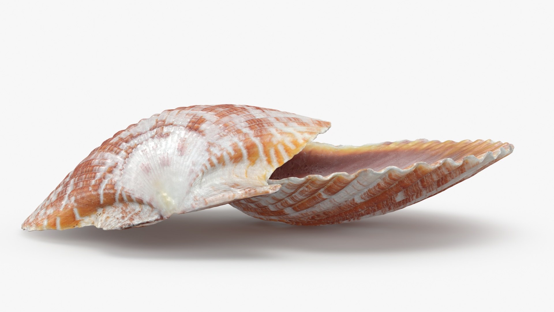 Argopecten Circularis Pose 2 3D Model - TurboSquid 2137708