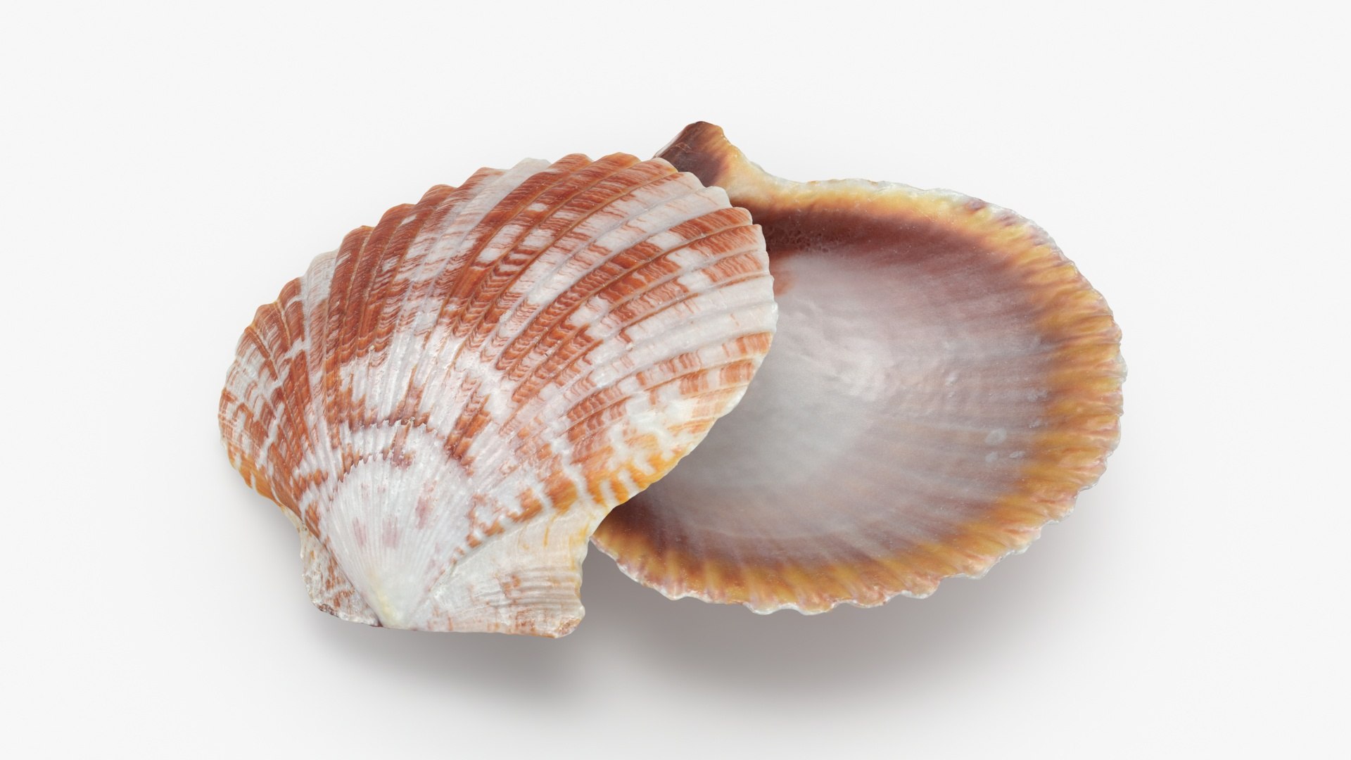 Argopecten Circularis Pose 2 3D model - TurboSquid 2137708