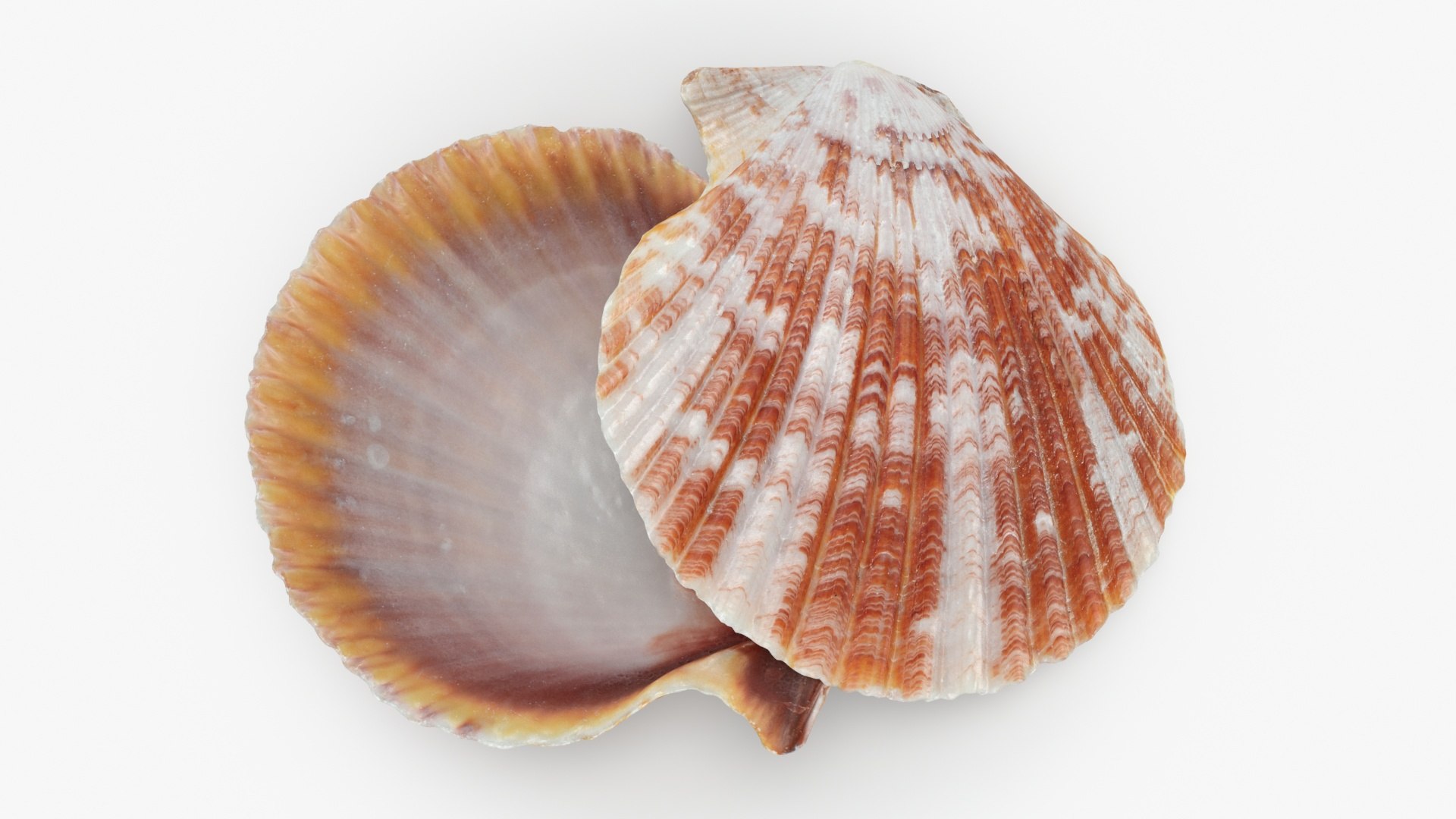 Argopecten Circularis Pose 2 3D model - TurboSquid 2137708