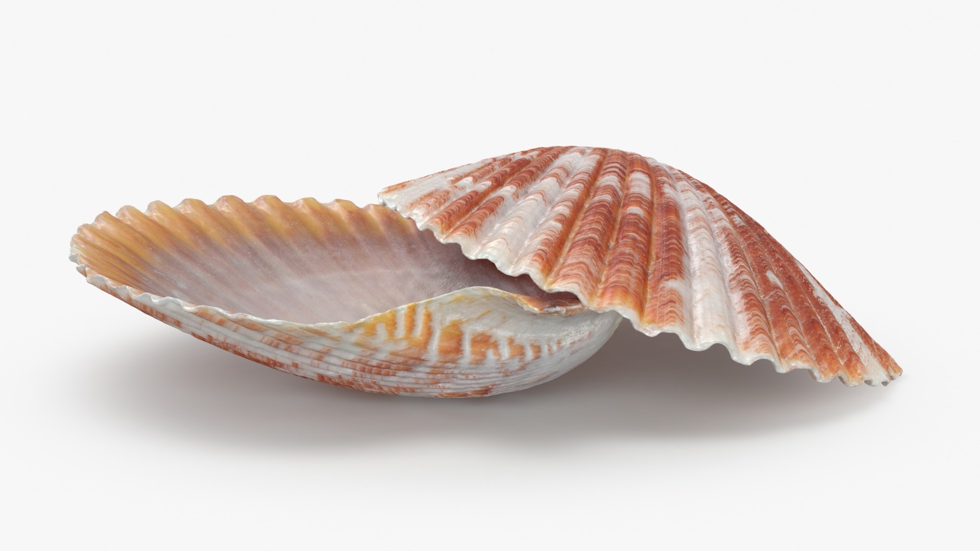 Argopecten Circularis Pose 2 3D Model - TurboSquid 2137708