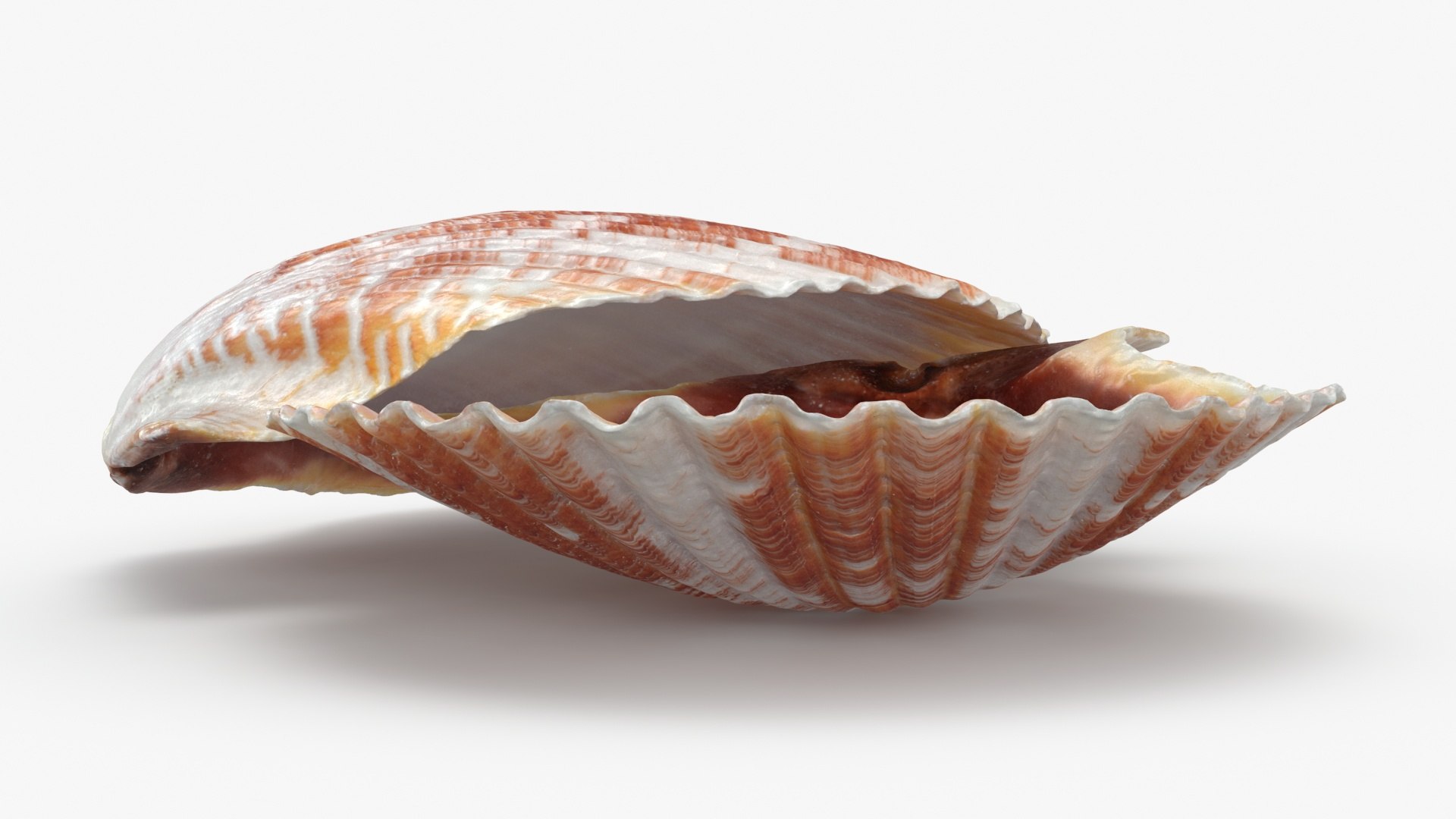 Argopecten Circularis Pose 2 3D Model - TurboSquid 2137708