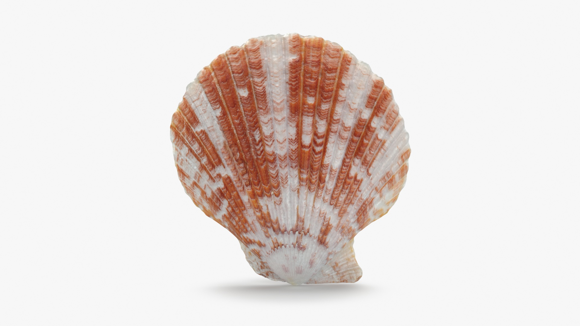 Argopecten Circularis Pose 2 3D Model - TurboSquid 2137708