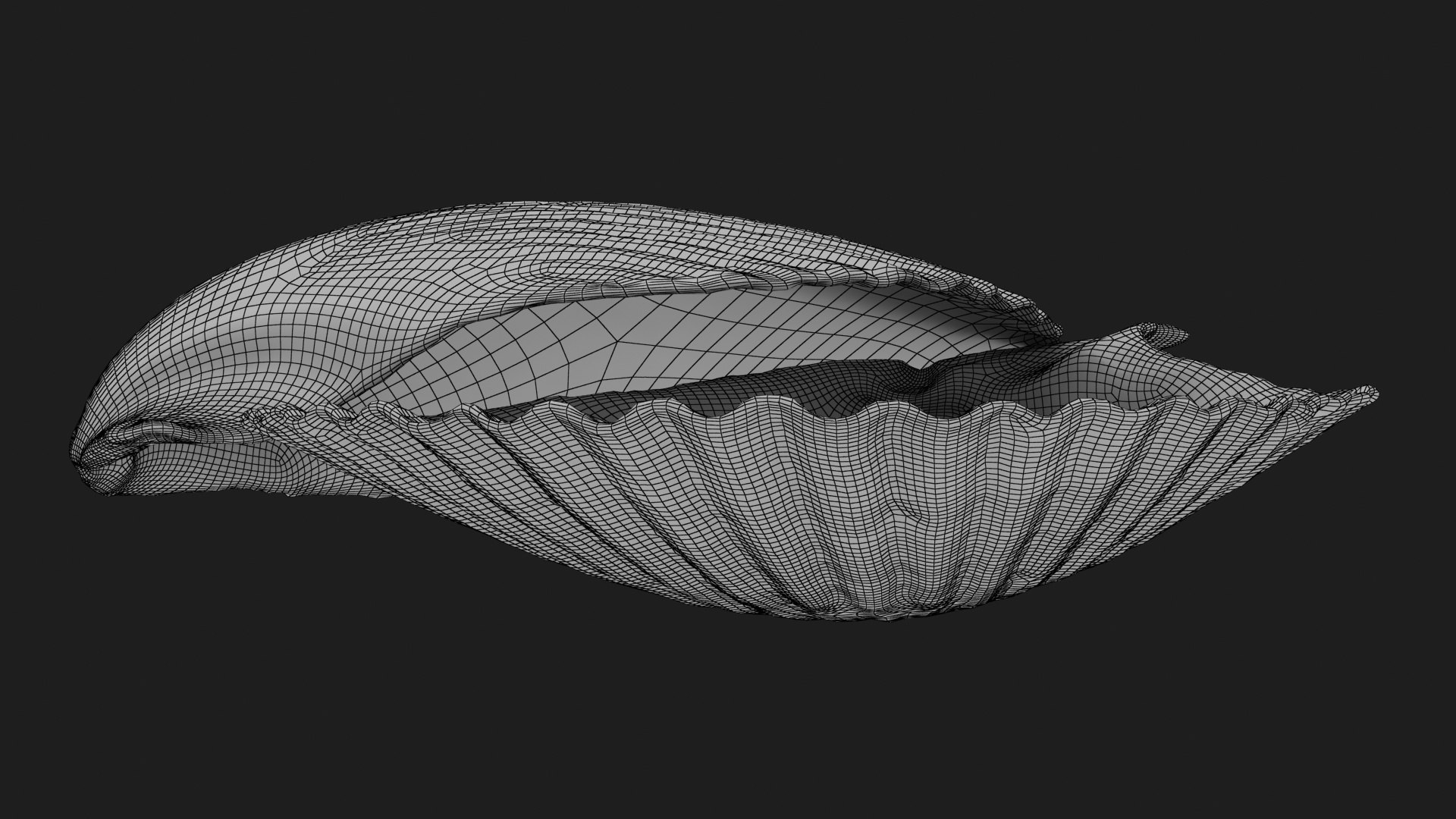 Argopecten Circularis Pose 2 3D model - TurboSquid 2137708