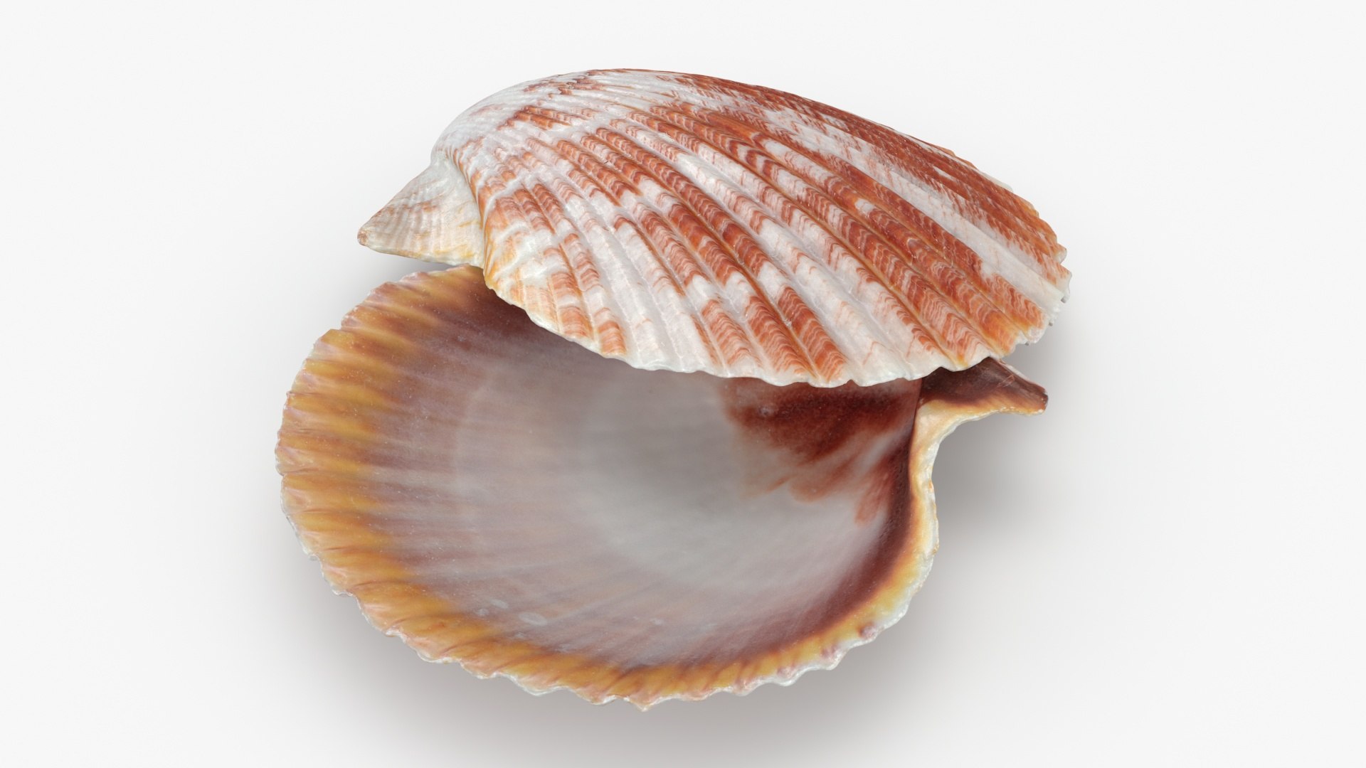 Argopecten Circularis Pose 2 3D Model - TurboSquid 2137708