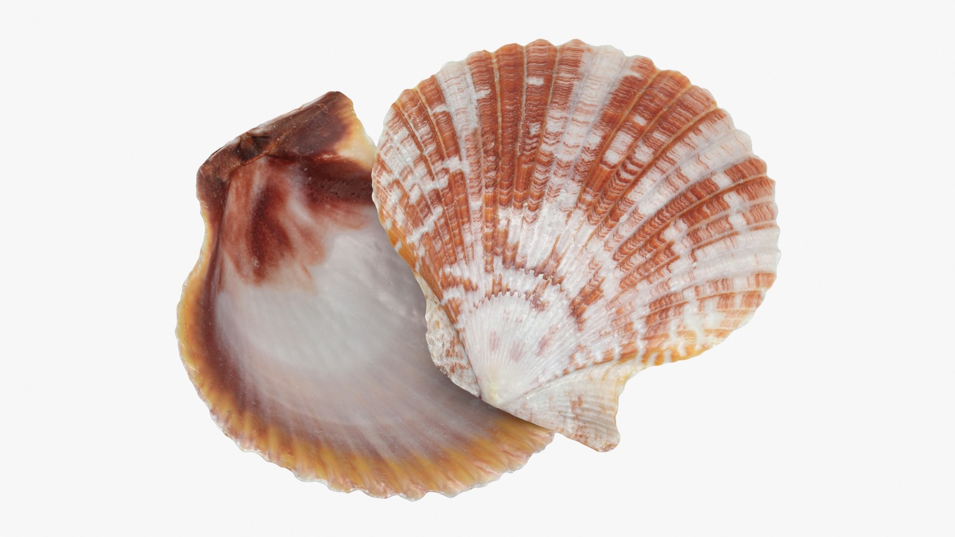 Argopecten Circularis Pose 2 3D model - TurboSquid 2137708