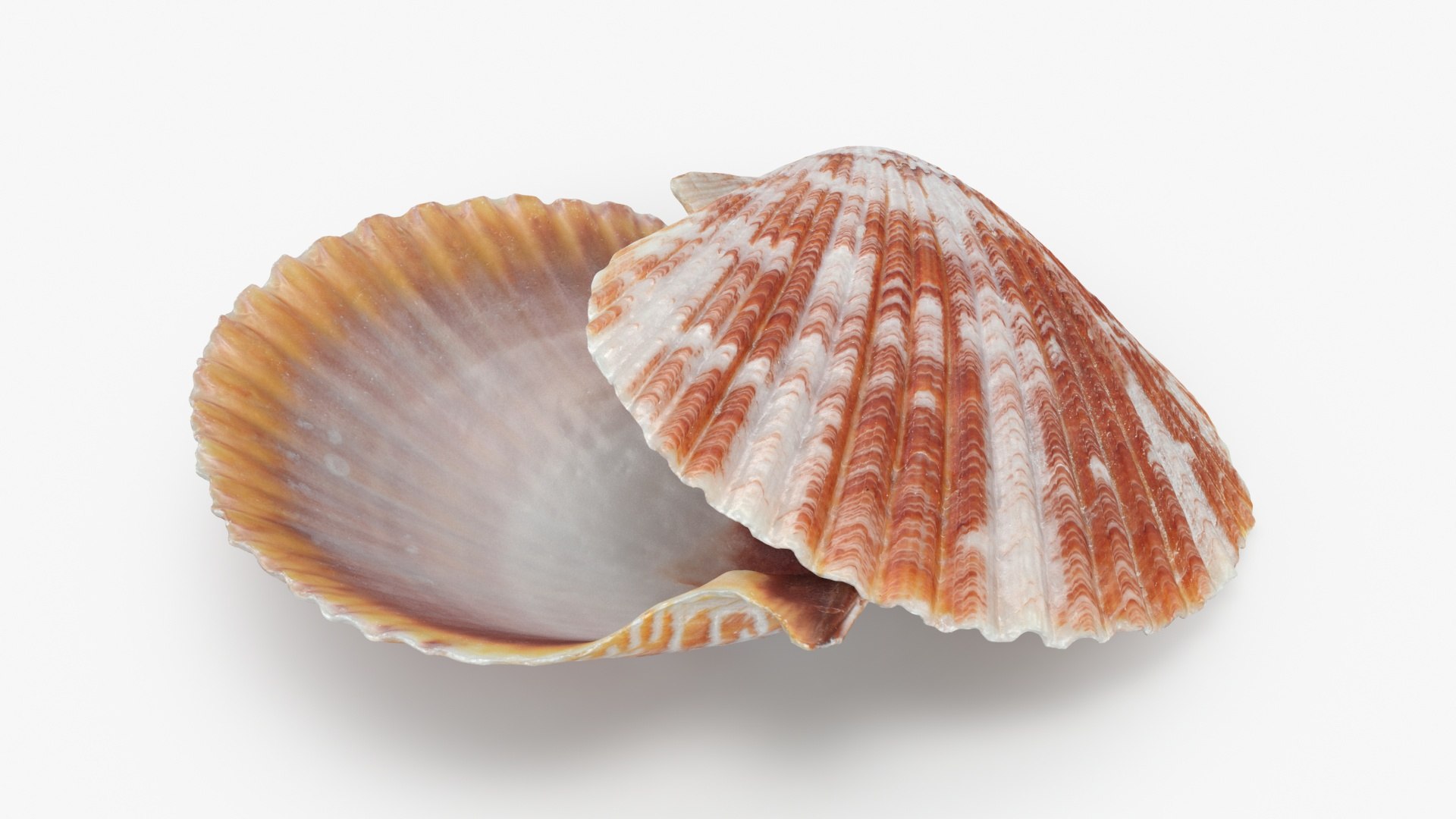 Argopecten Circularis Pose 2 3D Model - TurboSquid 2137708