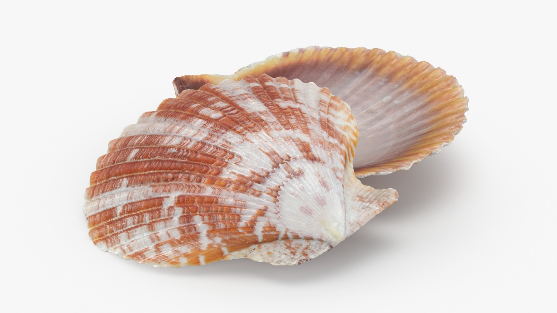 Argopecten Circularis Pose 2 3D Model - TurboSquid 2137708