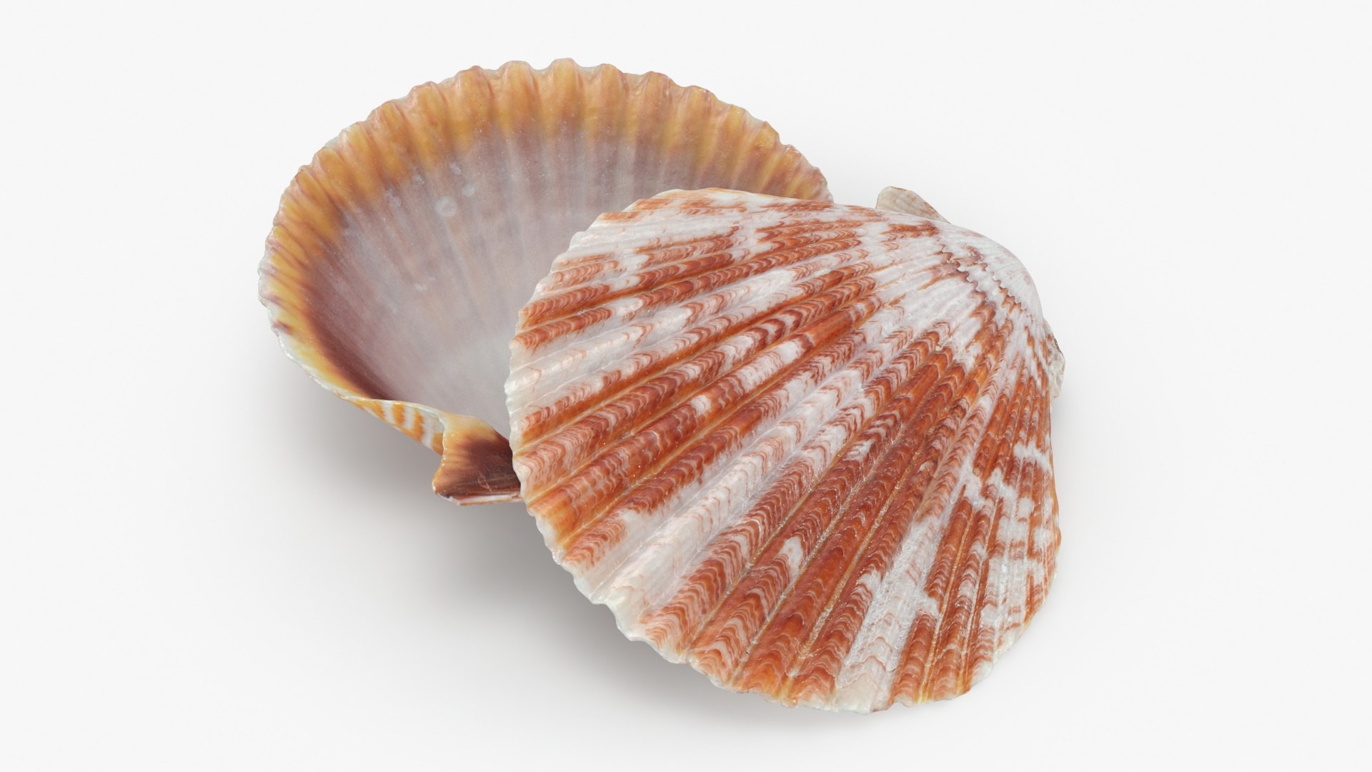 Argopecten Circularis Pose 2 3D Model - TurboSquid 2137708