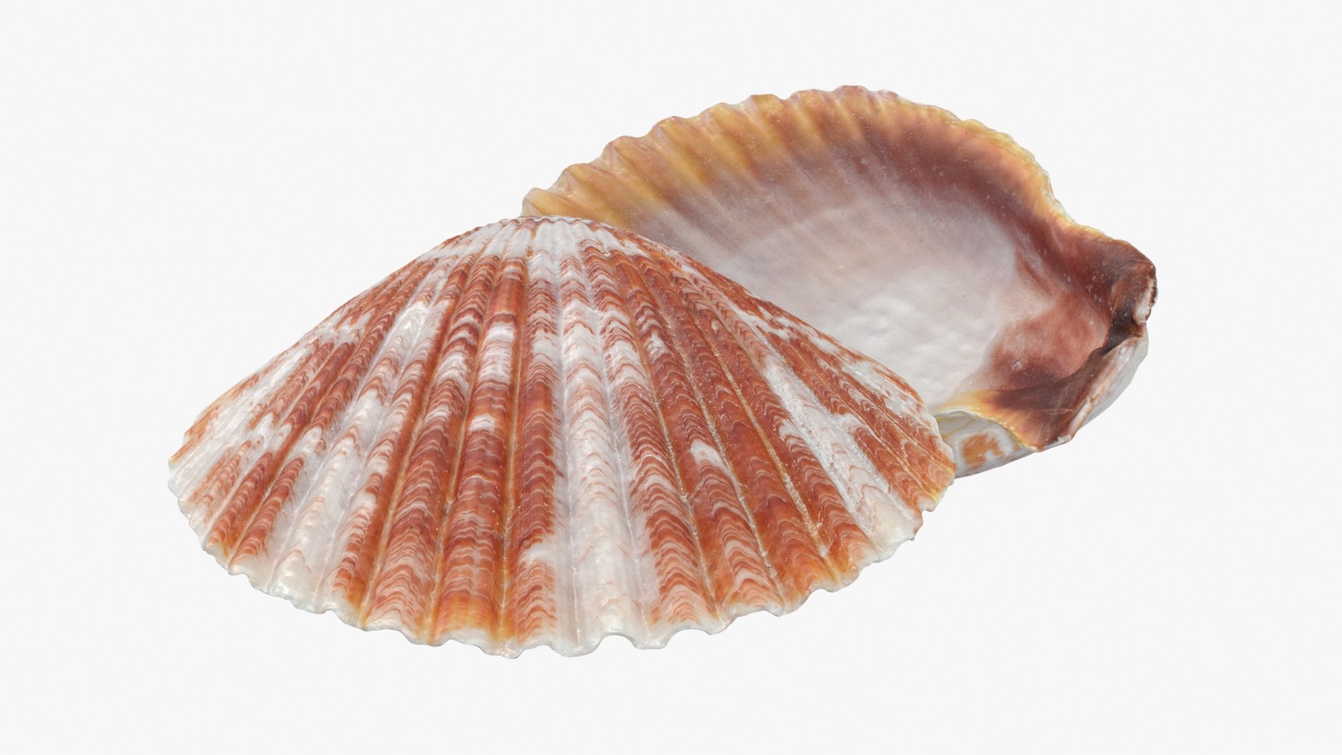 Argopecten Circularis Pose 2 3D model - TurboSquid 2137708