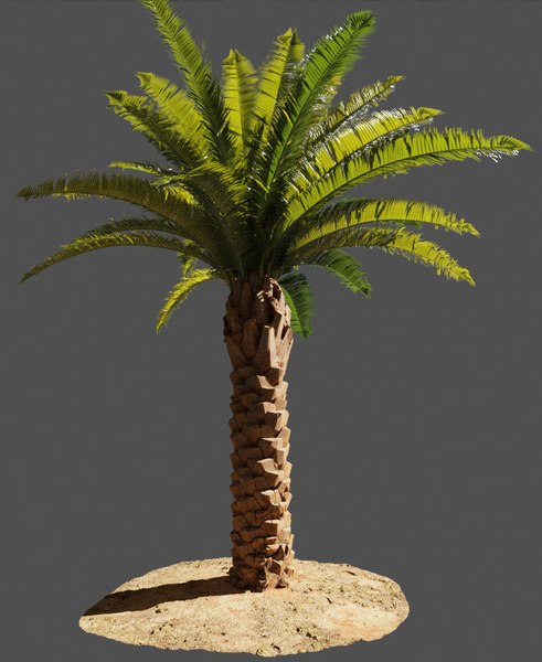 Date Palm 3D Models for Download | TurboSquid