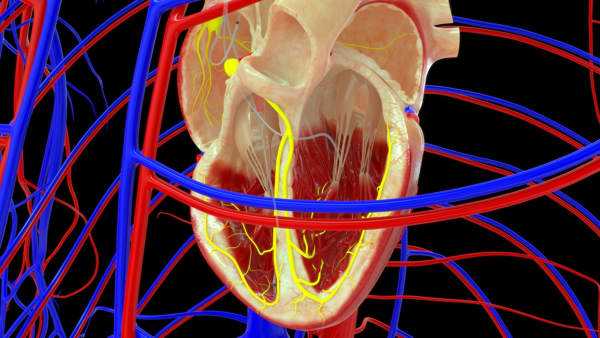 3D Heart Artificial Pacemaker With Circulatory System Model ...