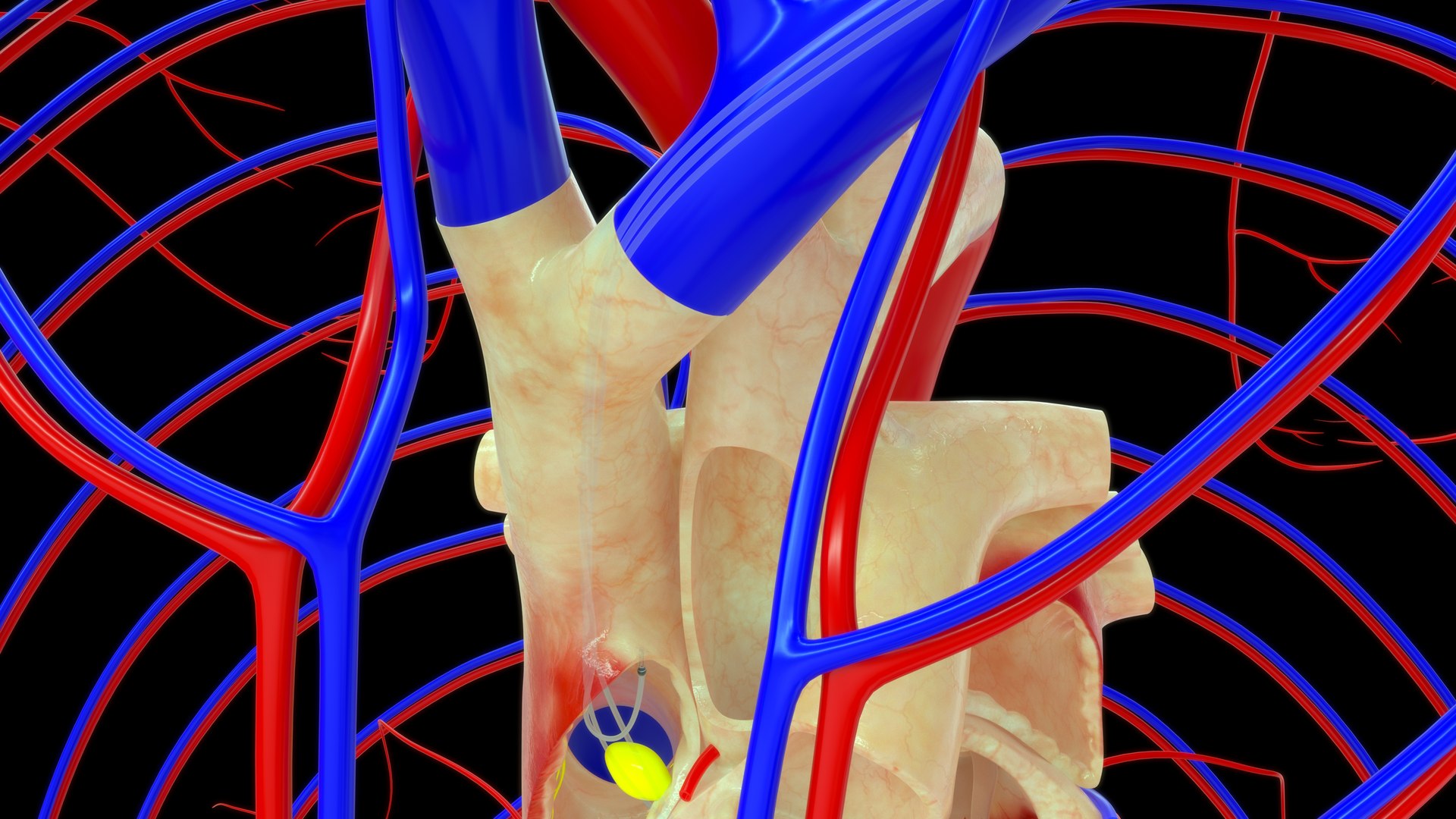 3D Heart Artificial Pacemaker With Circulatory System Model ...