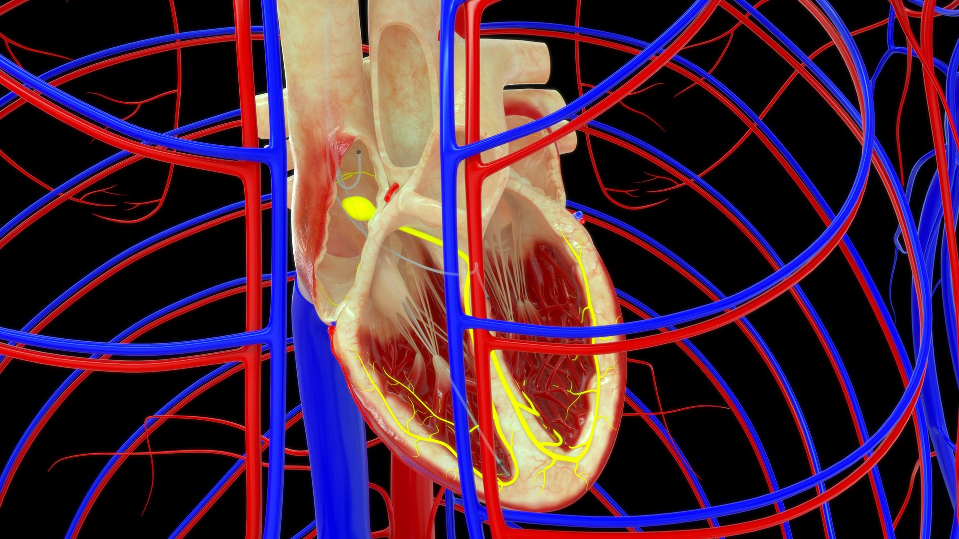 3D Heart Artificial Pacemaker With Circulatory System Model ...