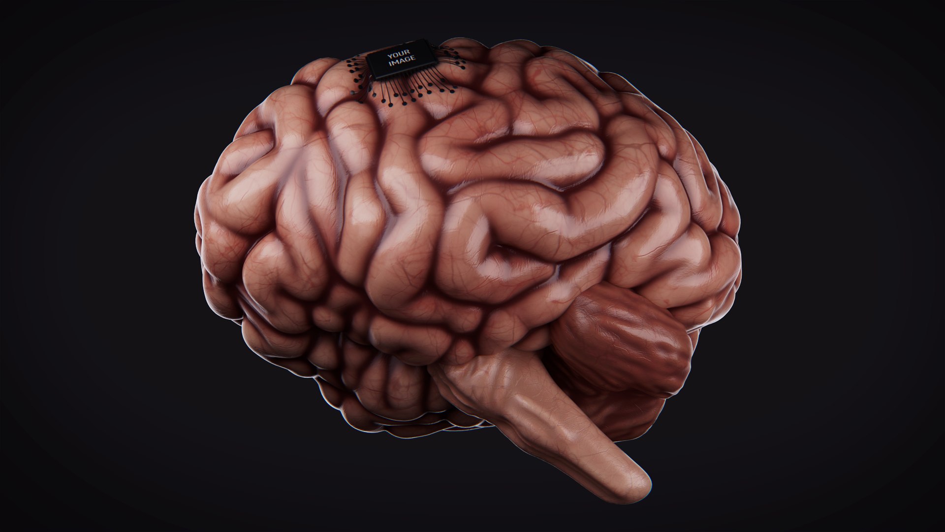 Brain With Microchip 3D - TurboSquid 2320006
