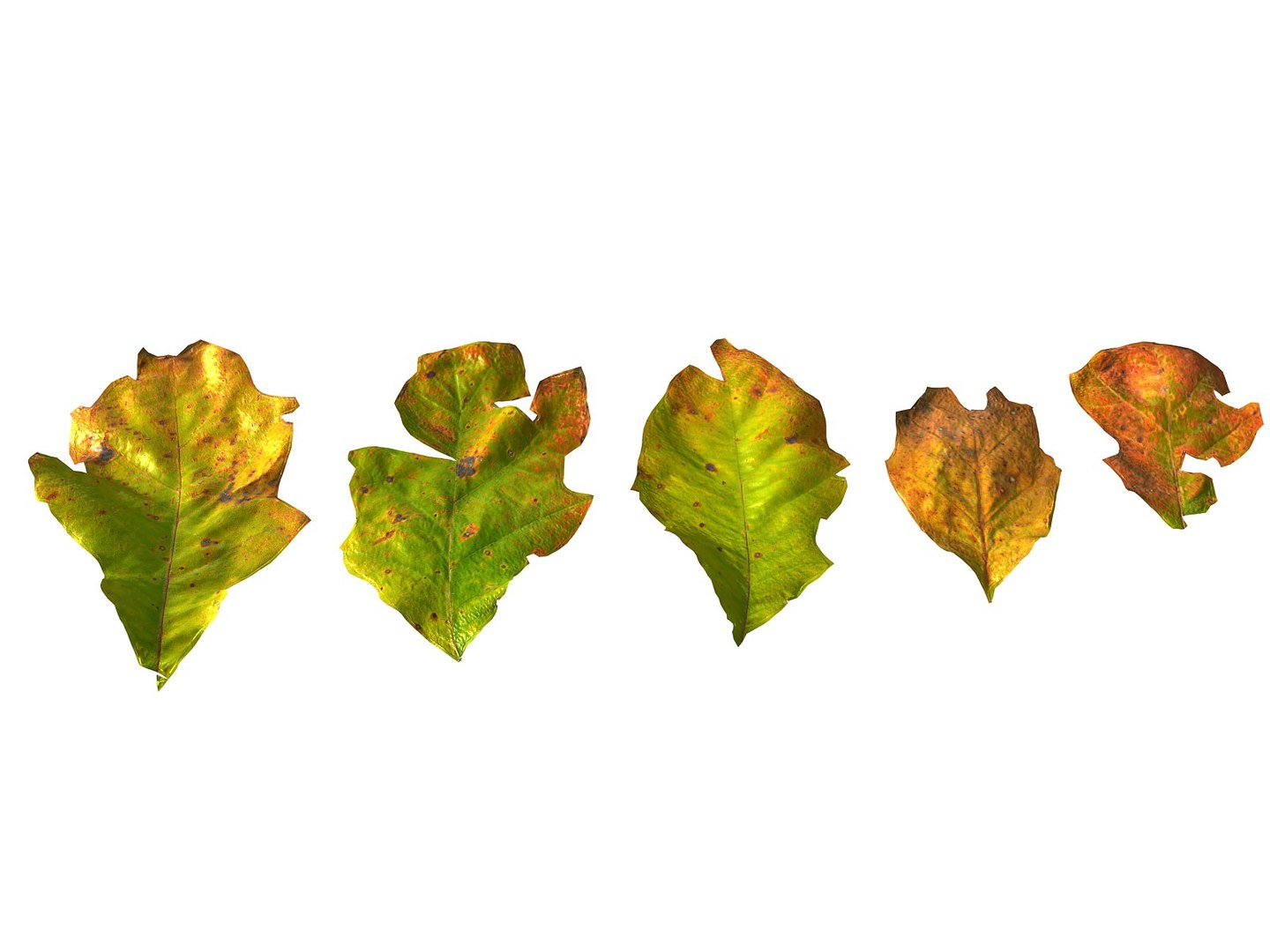 3D Autumn Leaves Scan Pack - TurboSquid 1340274